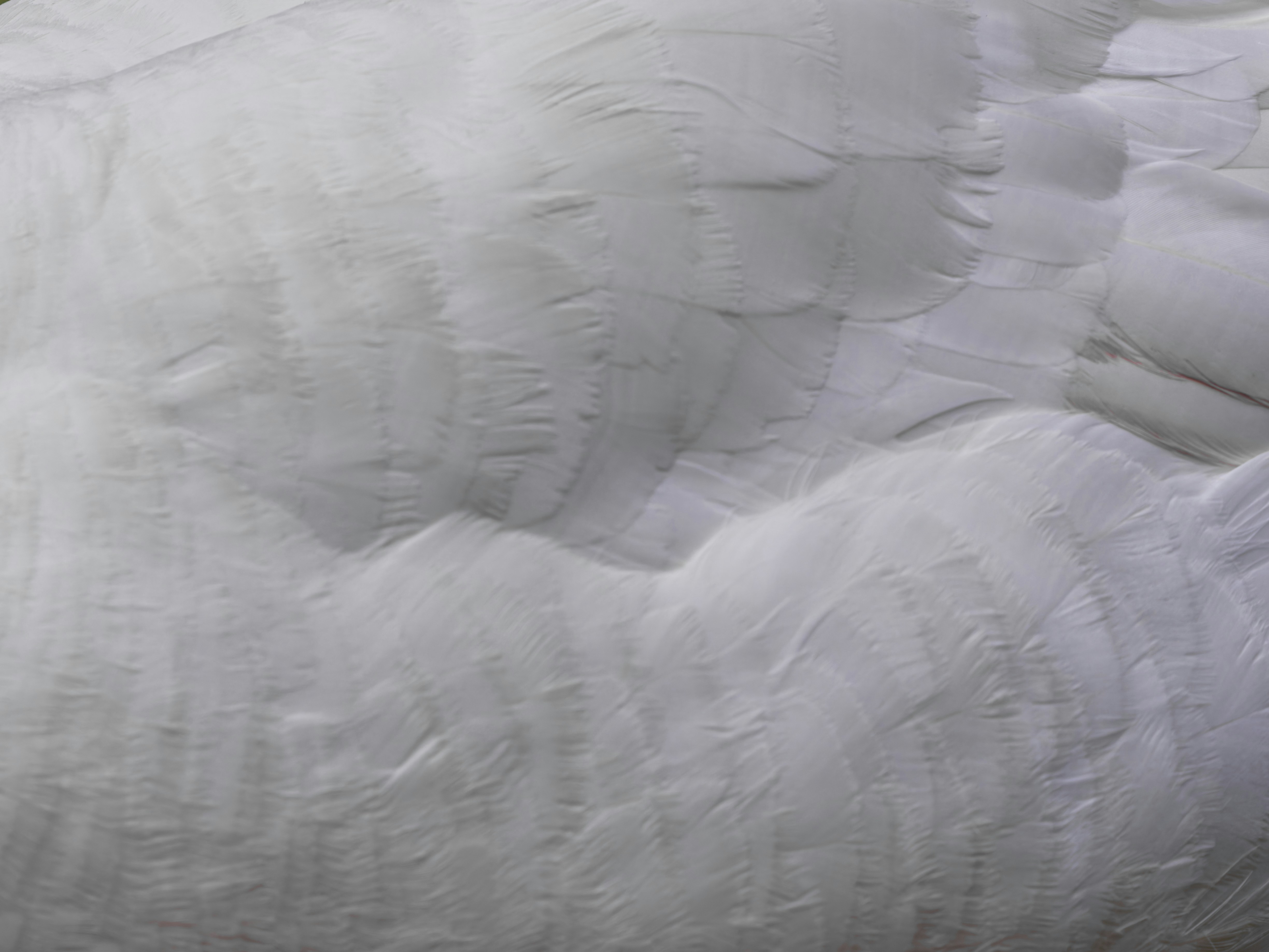 close-up of soft white feathers | Close-up of soft white bird feathers
