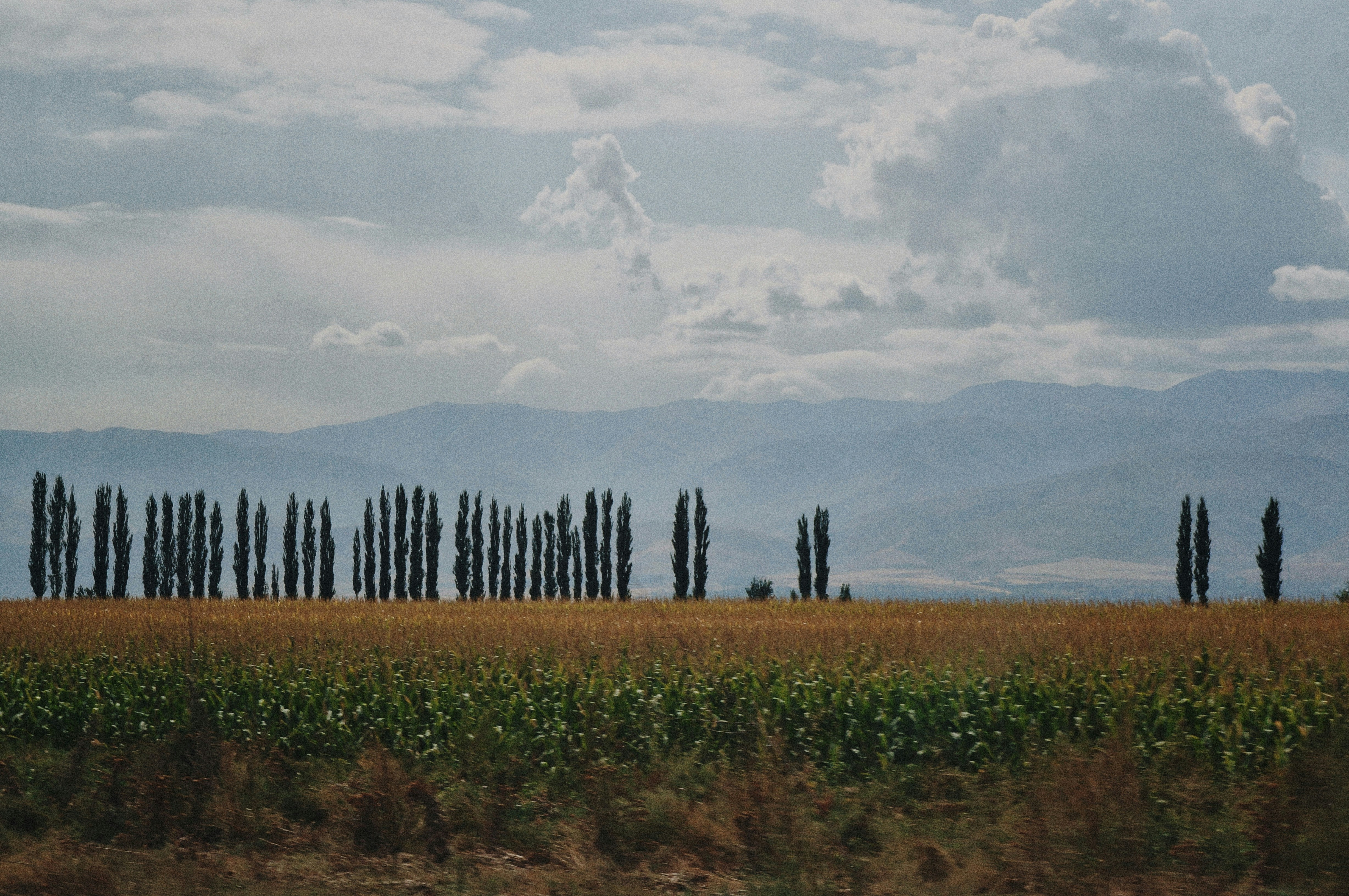 Silhouetted Sentinels: Nature's Vertical Guardians