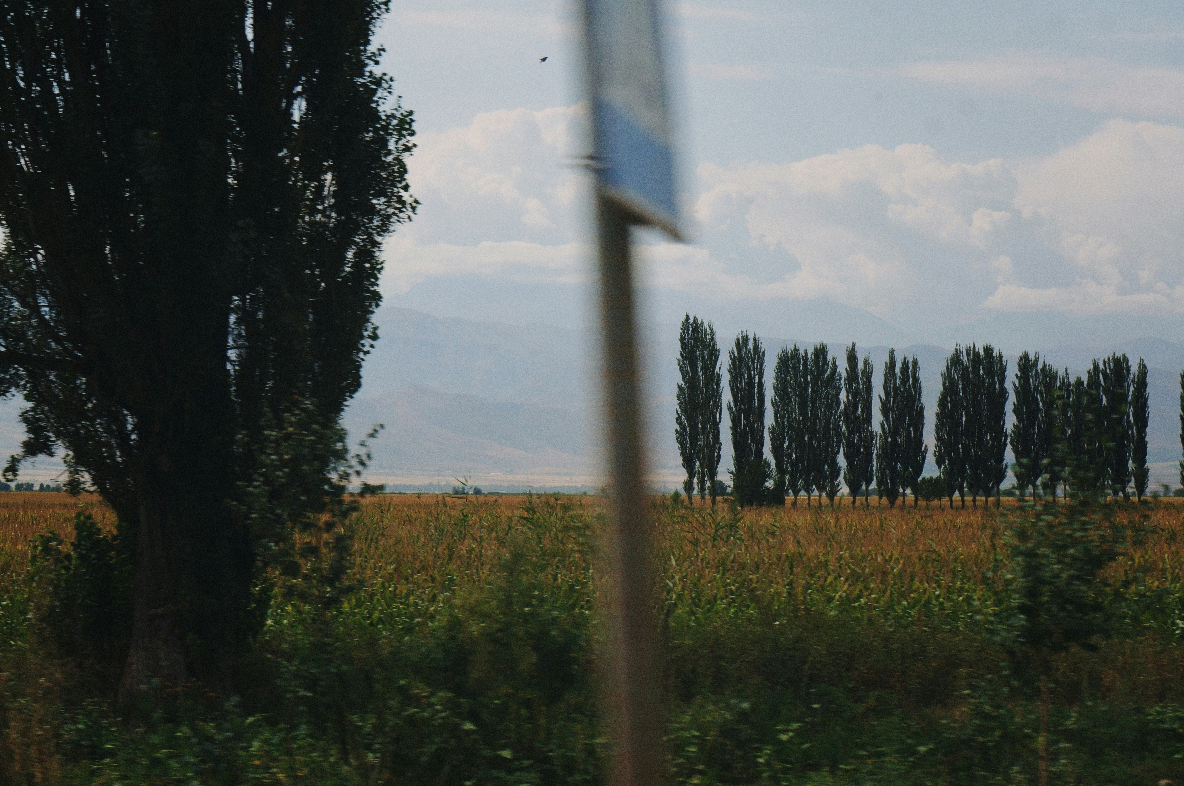 Whispers of the Wind: A Journey Through Verdant Fields
