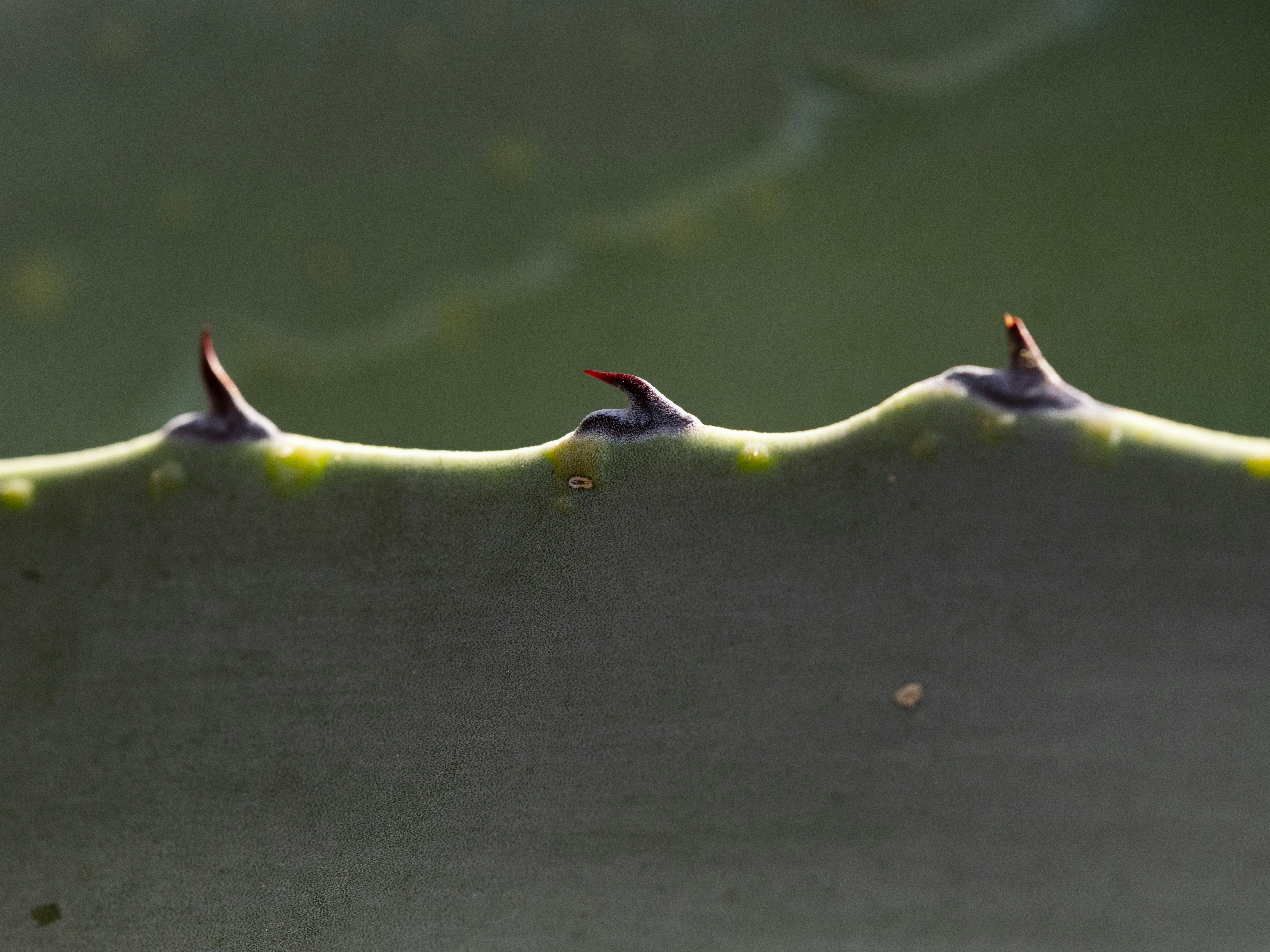 sharp cactus needles close-up | Close-up of sharp thorns on a succulent plant leaf.