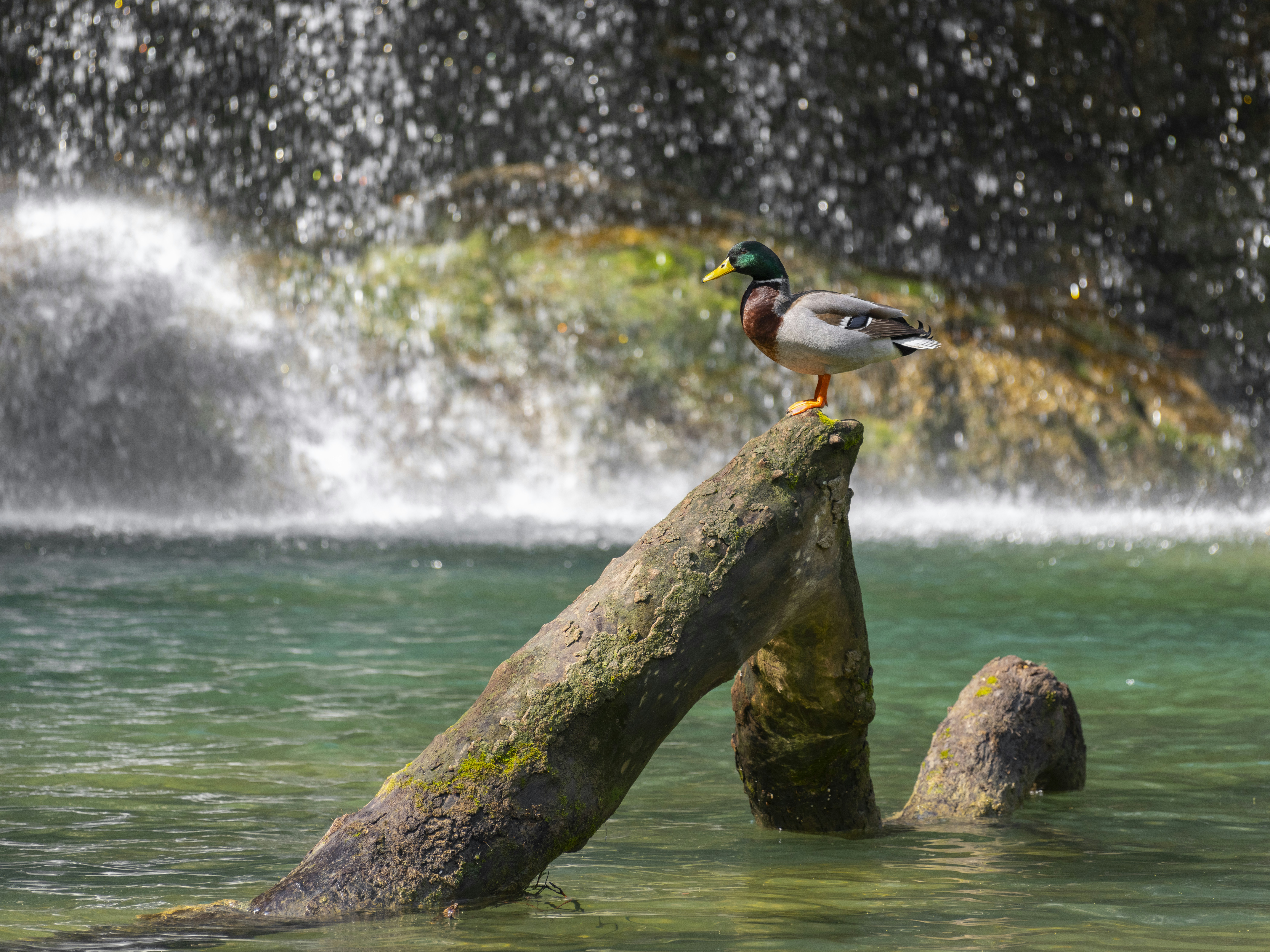 Mallard on a Weathered Log Amid a Cascade of Turquoise Water