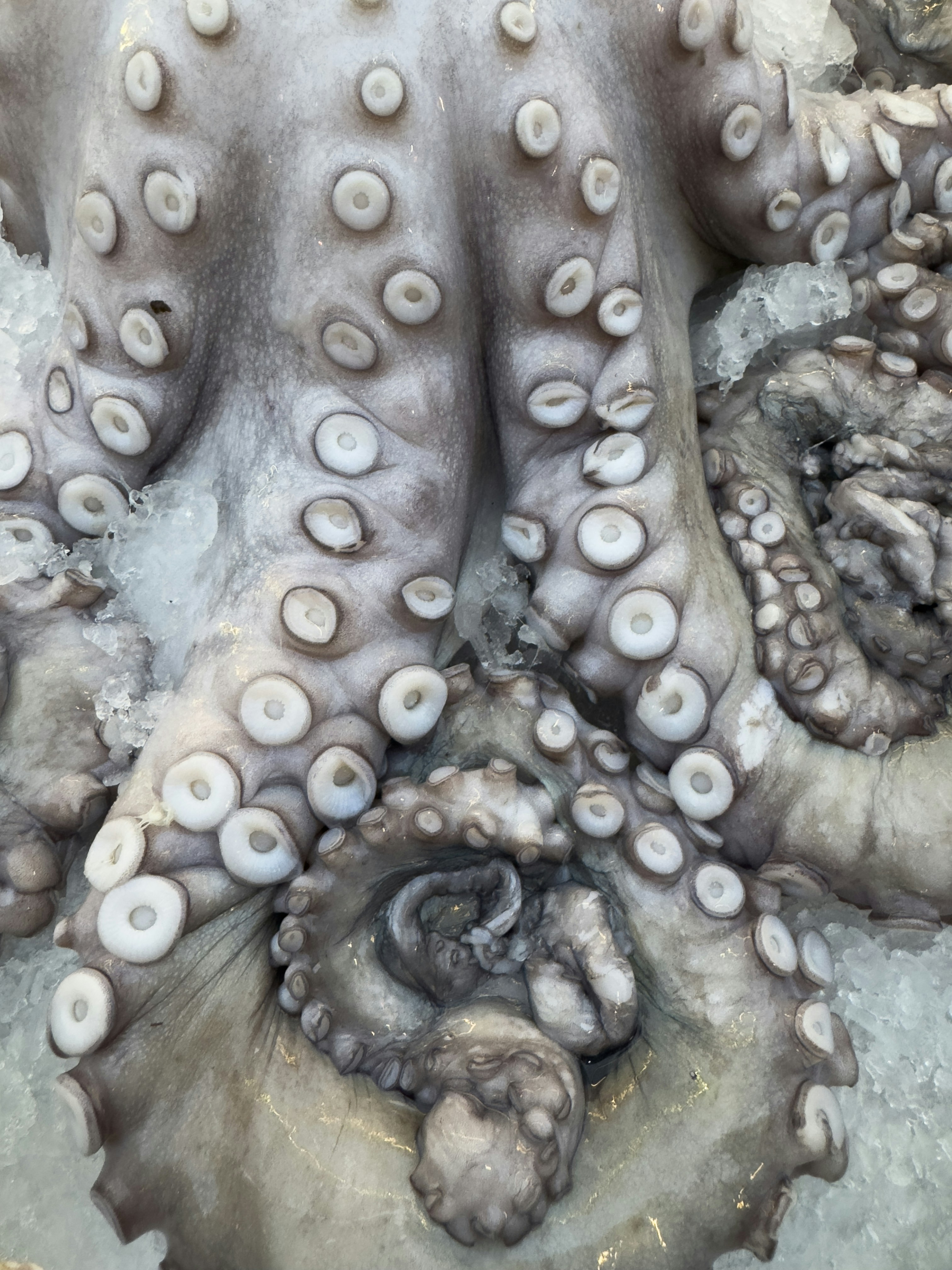 Icebound Tangle: Close-Up of Octopus Tentacles and Suction Cups