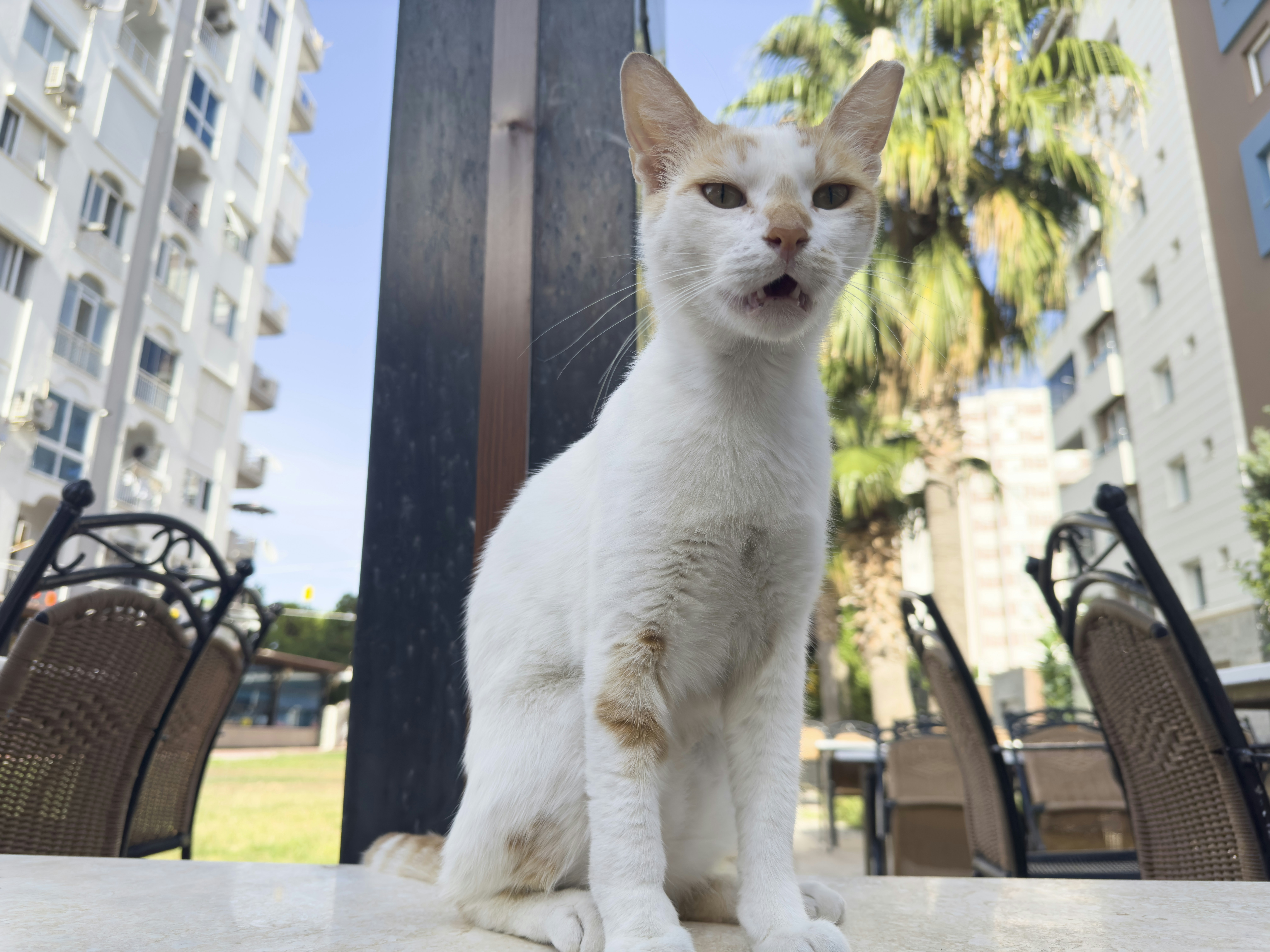fluffy white cat on tabletop
