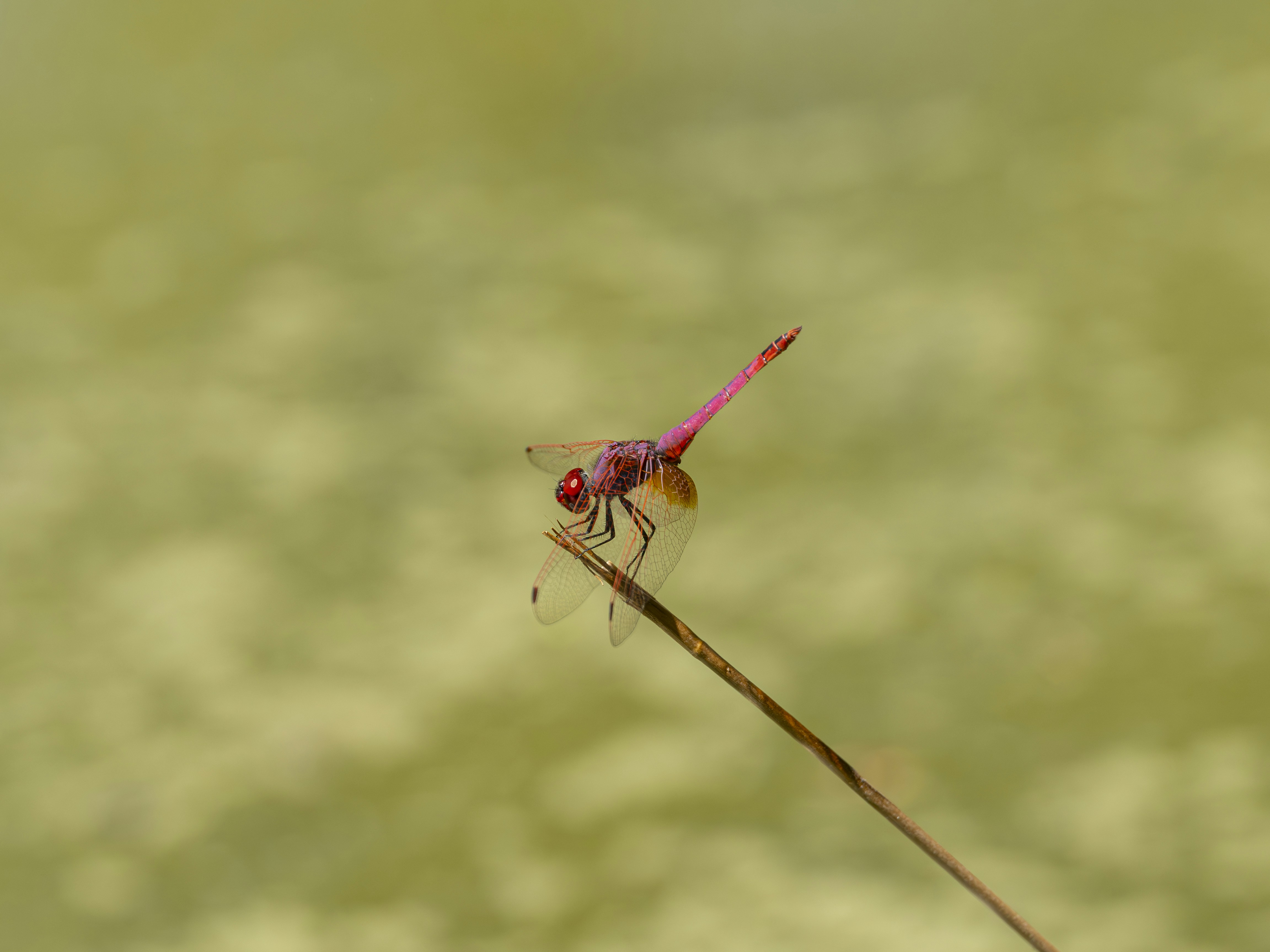 A vivid dragonfly perches delicately on a slender twig, showcasing its striking pink and red hues against a soft, blurred background.