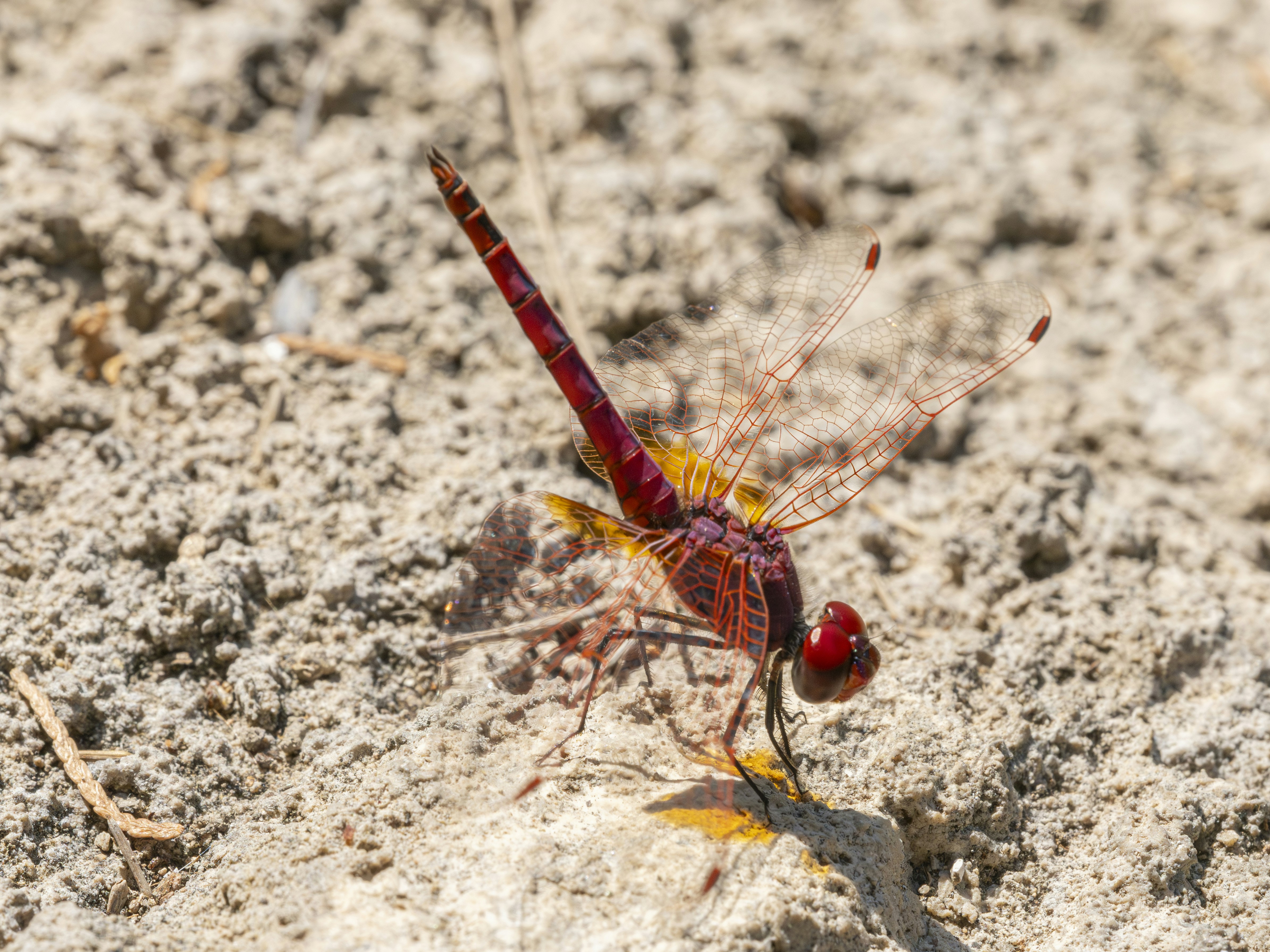 Crimson Dragonfly on Sunlit Sand: A Micro Desert Portrait