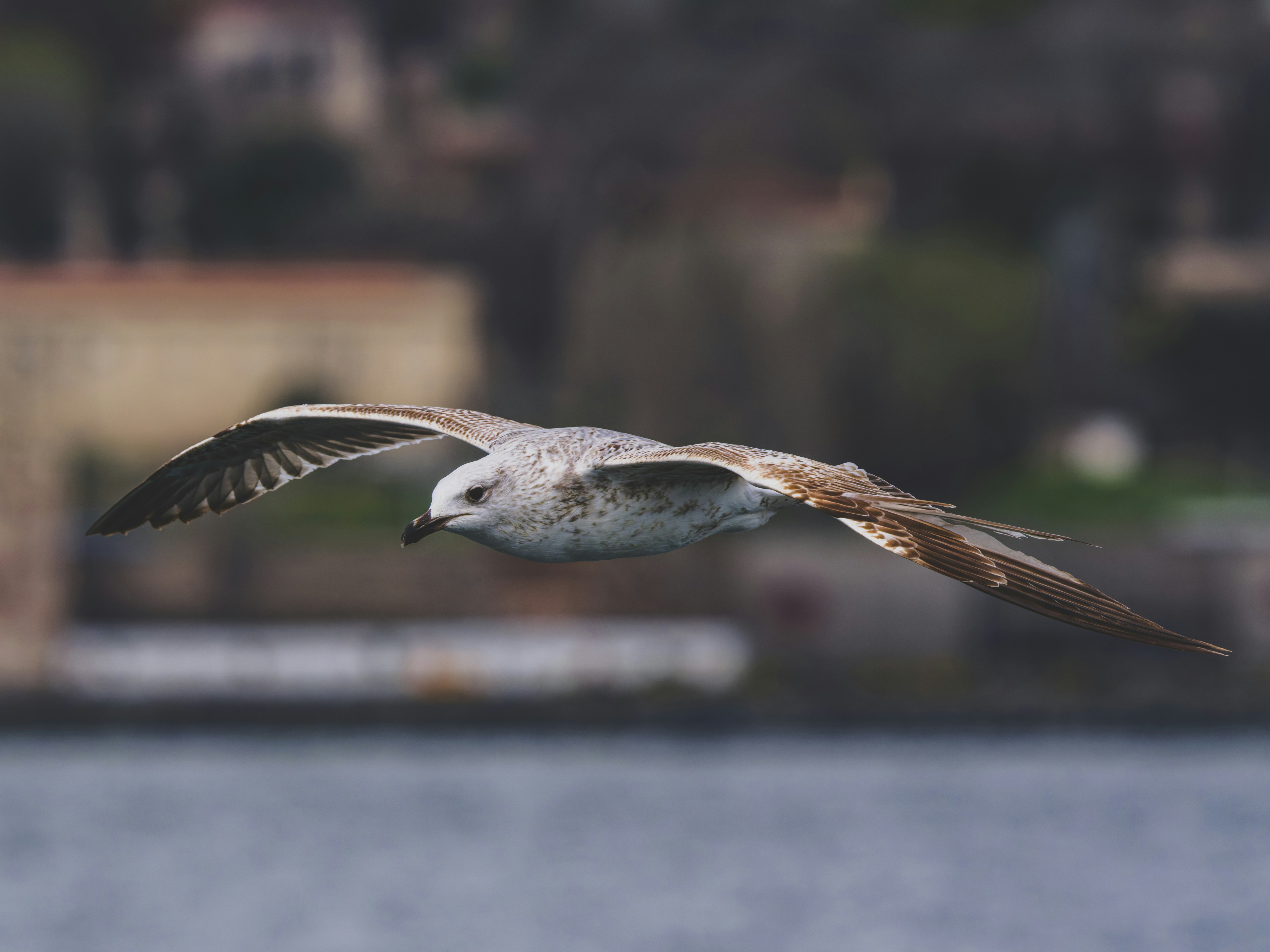 Aerial Grace: The Seagull's Flight
