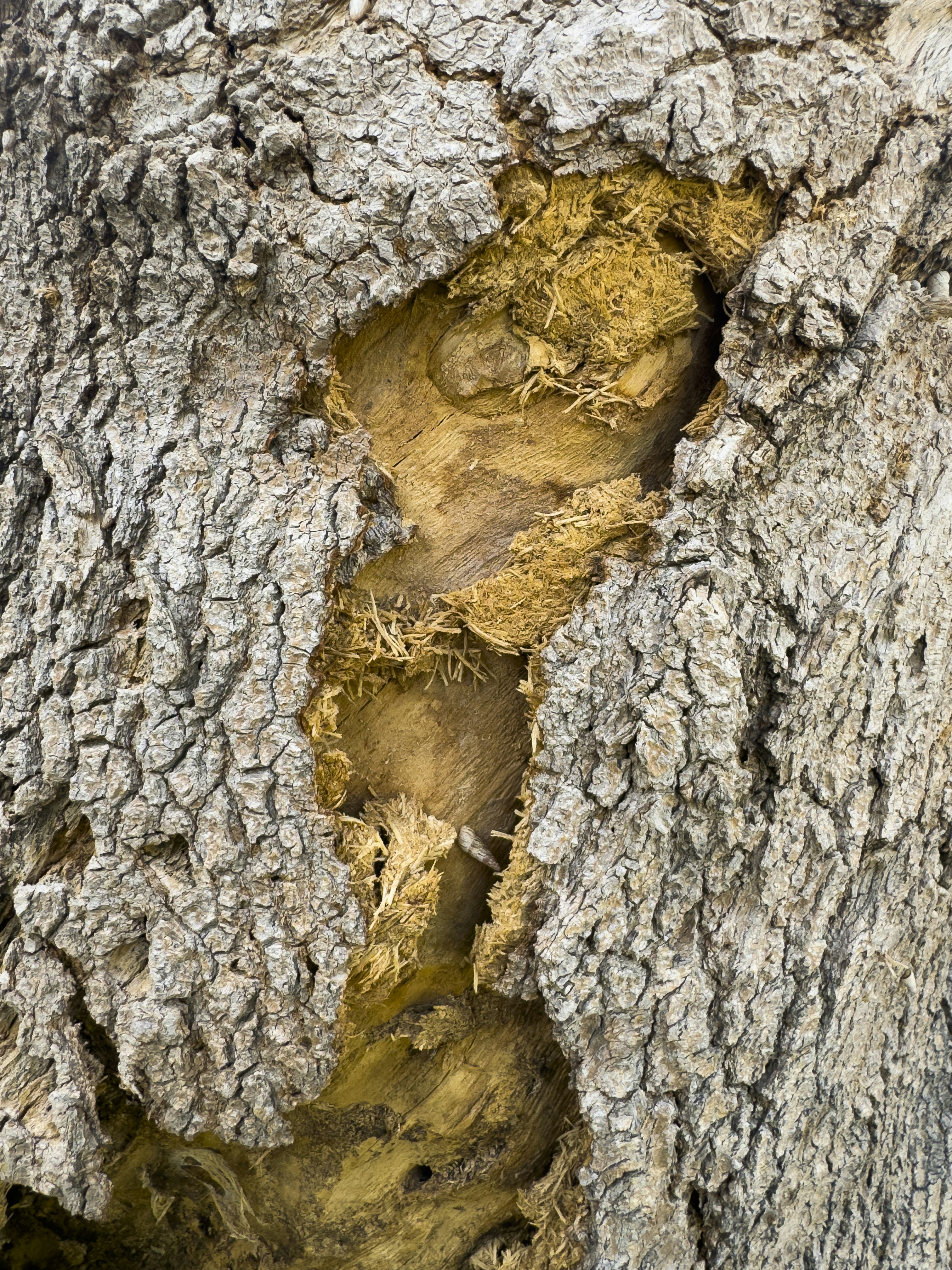 old tree trunk close-up view | Close-up of rough tree bark with a damaged section.