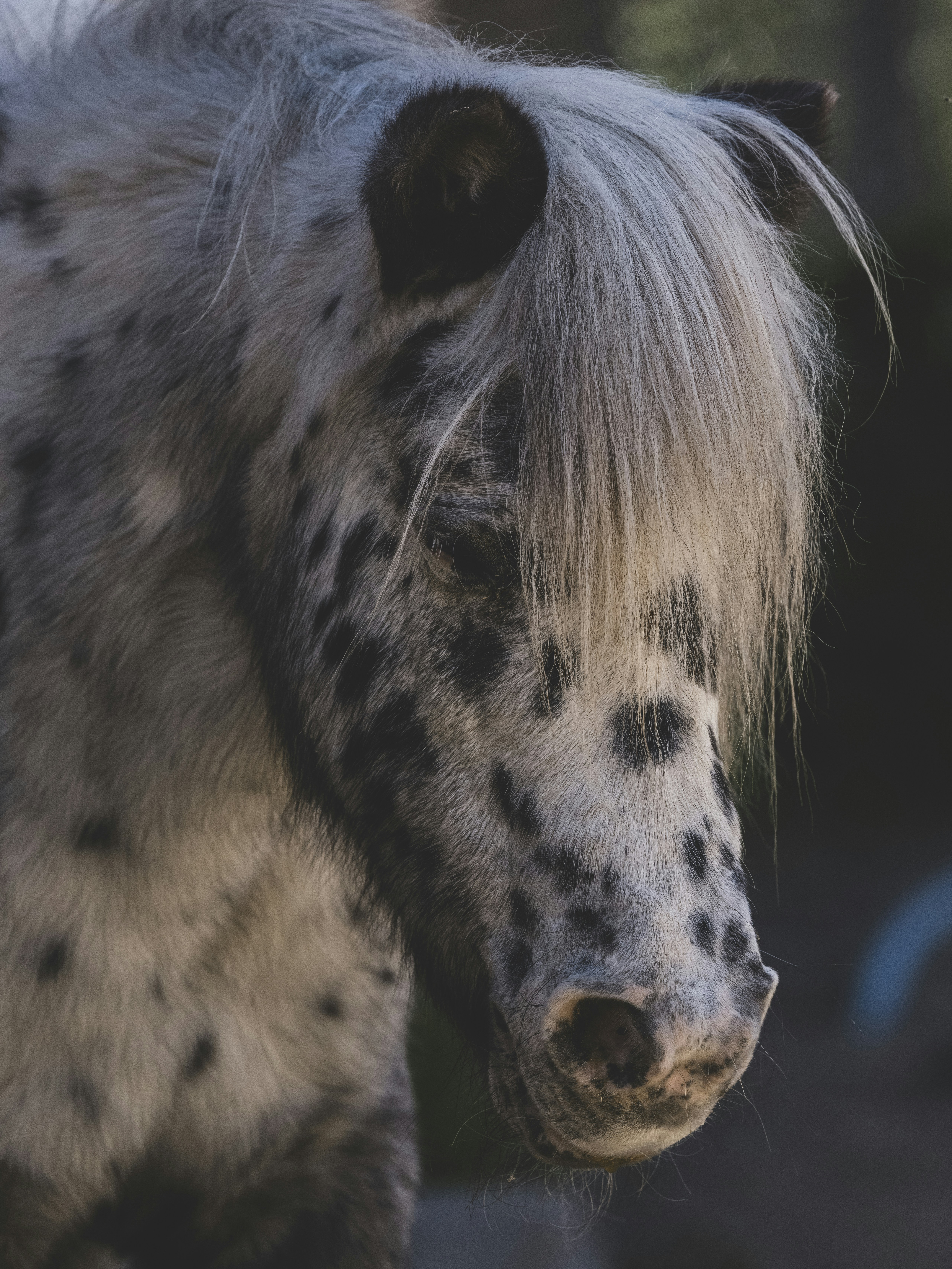 Hushed Profile: A Speckled Appaloosa in Soft Shade
