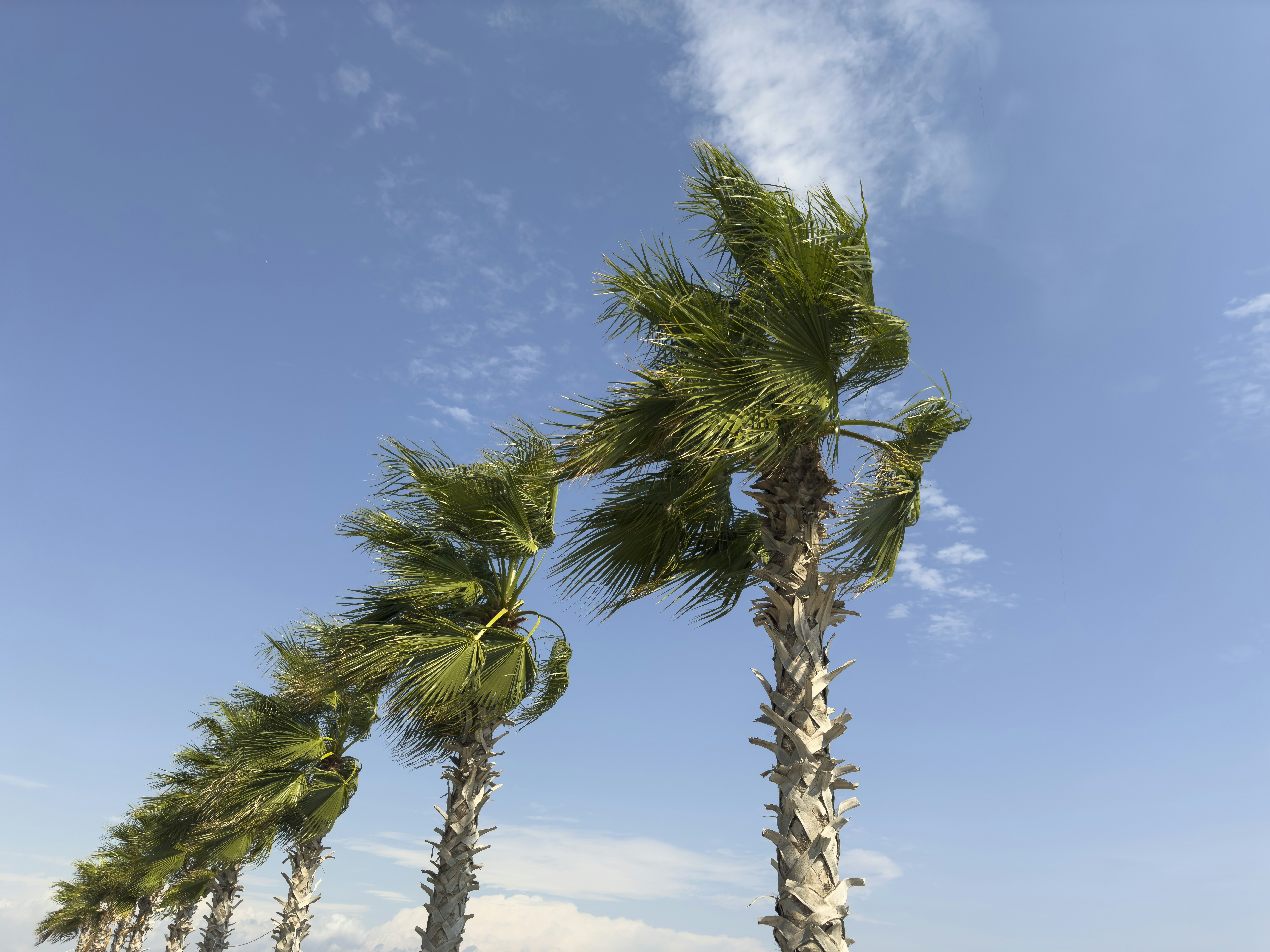 Whispers of the Breeze: A Palm Canopy