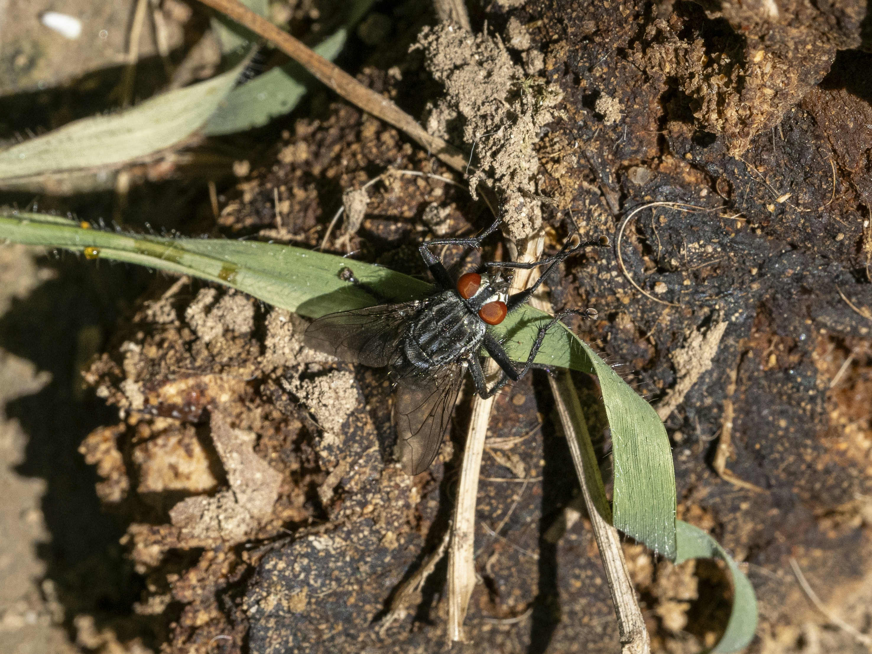 A close-up view of a fly resting on a blade of grass, showcasing the textures of the soil and vegetation around it.