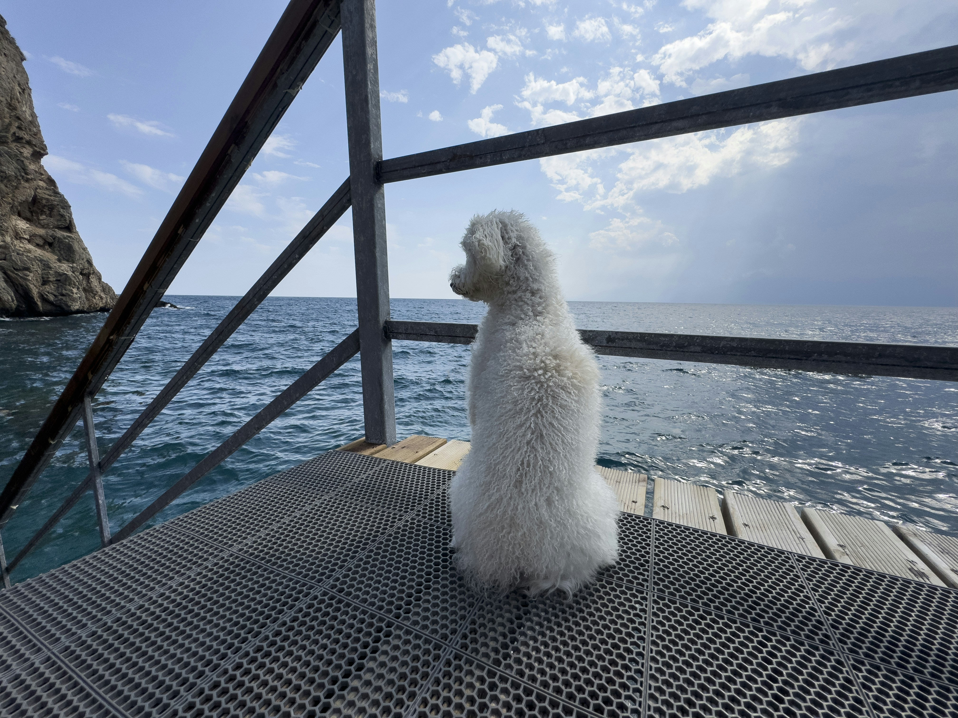 dog sitting on beach near owner | White dog sits on a pier looking at the ocean.