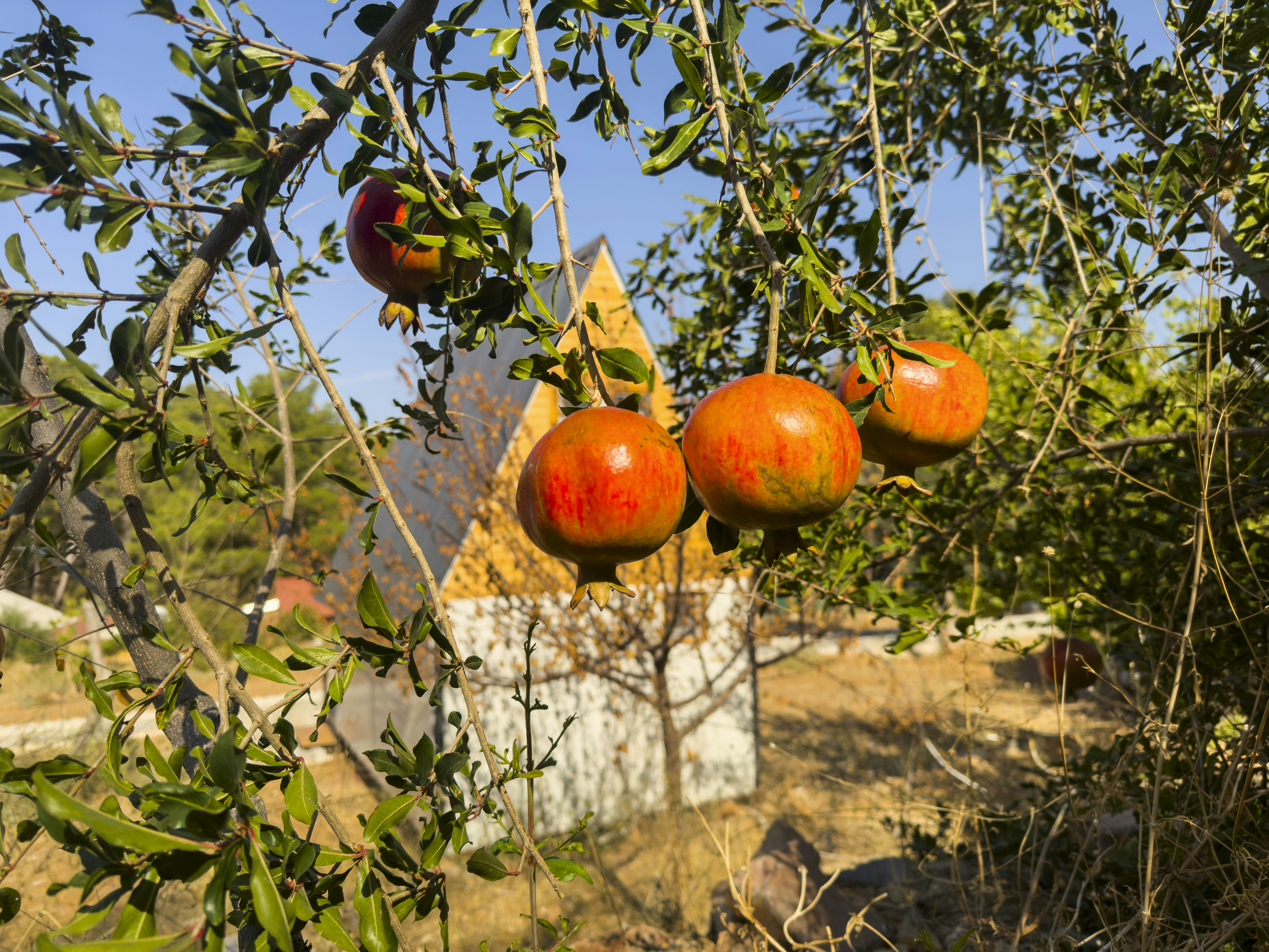 close-up of pomegranate tree in garden | Ripe pomegranates hanging from a tree branch.