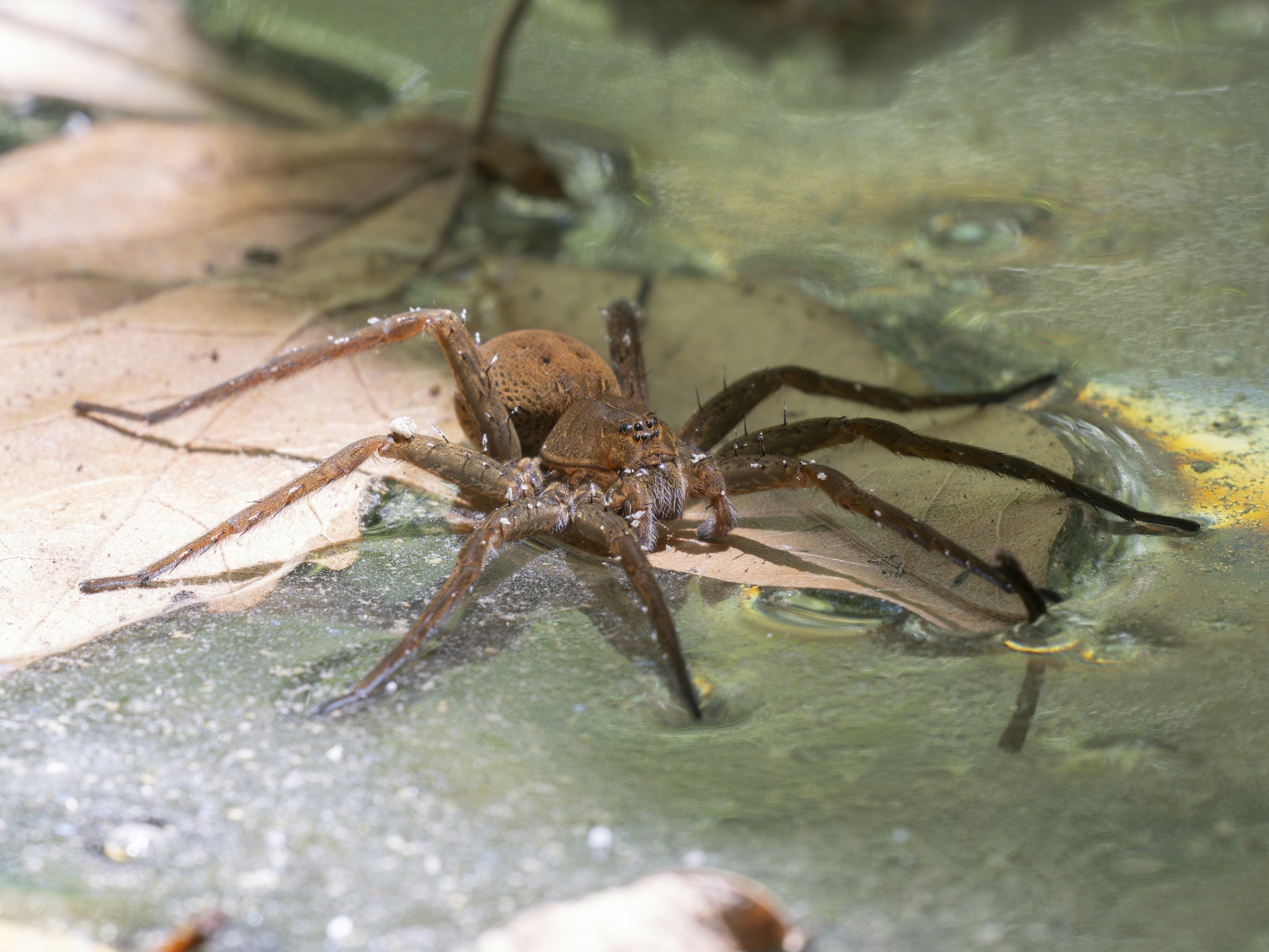 Aquatic Arachnid: Nature's Submerged Hunter