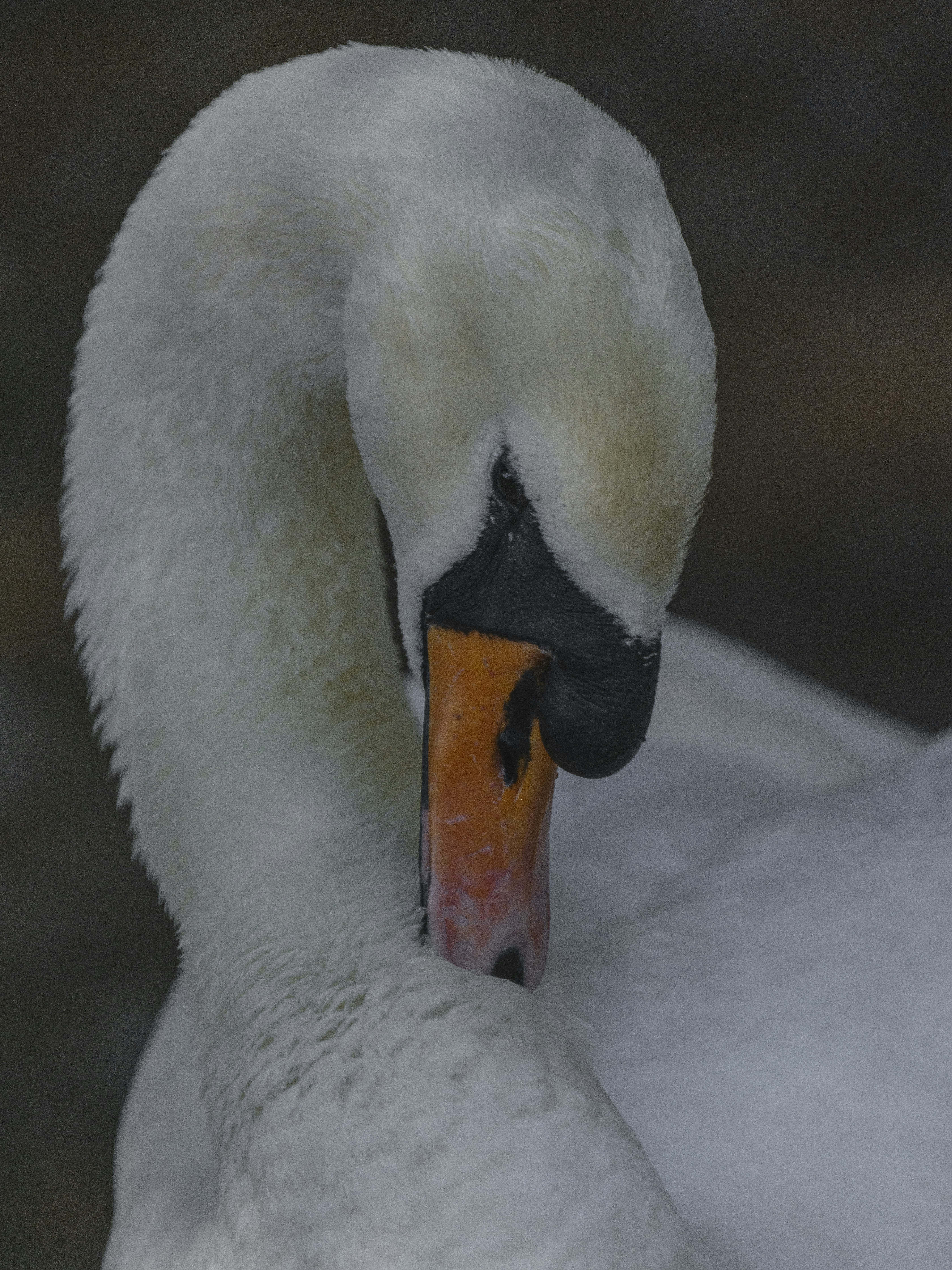 Elegance in Contemplation