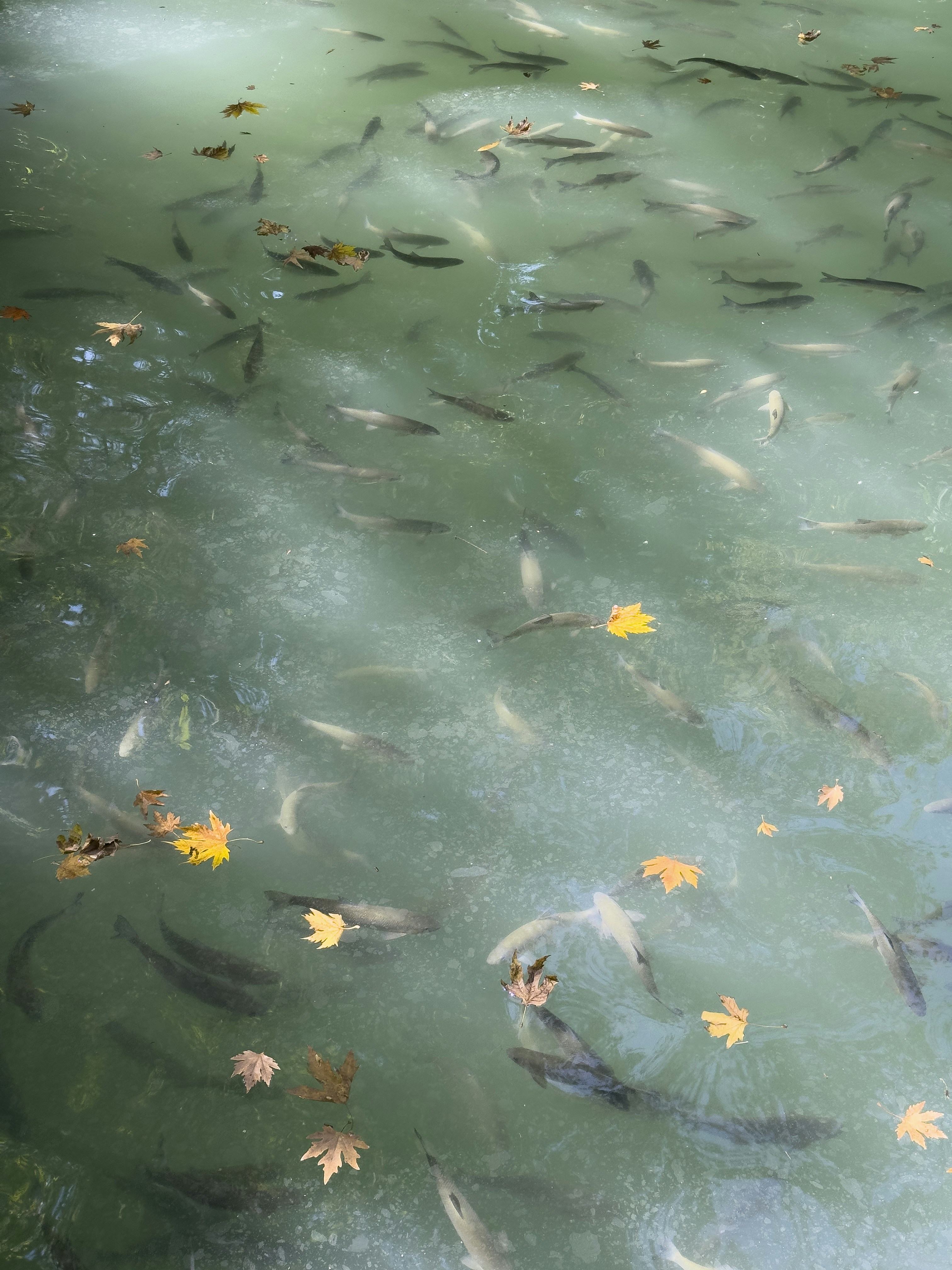 Autumn Drift: Koi Serenade in a Green Pond