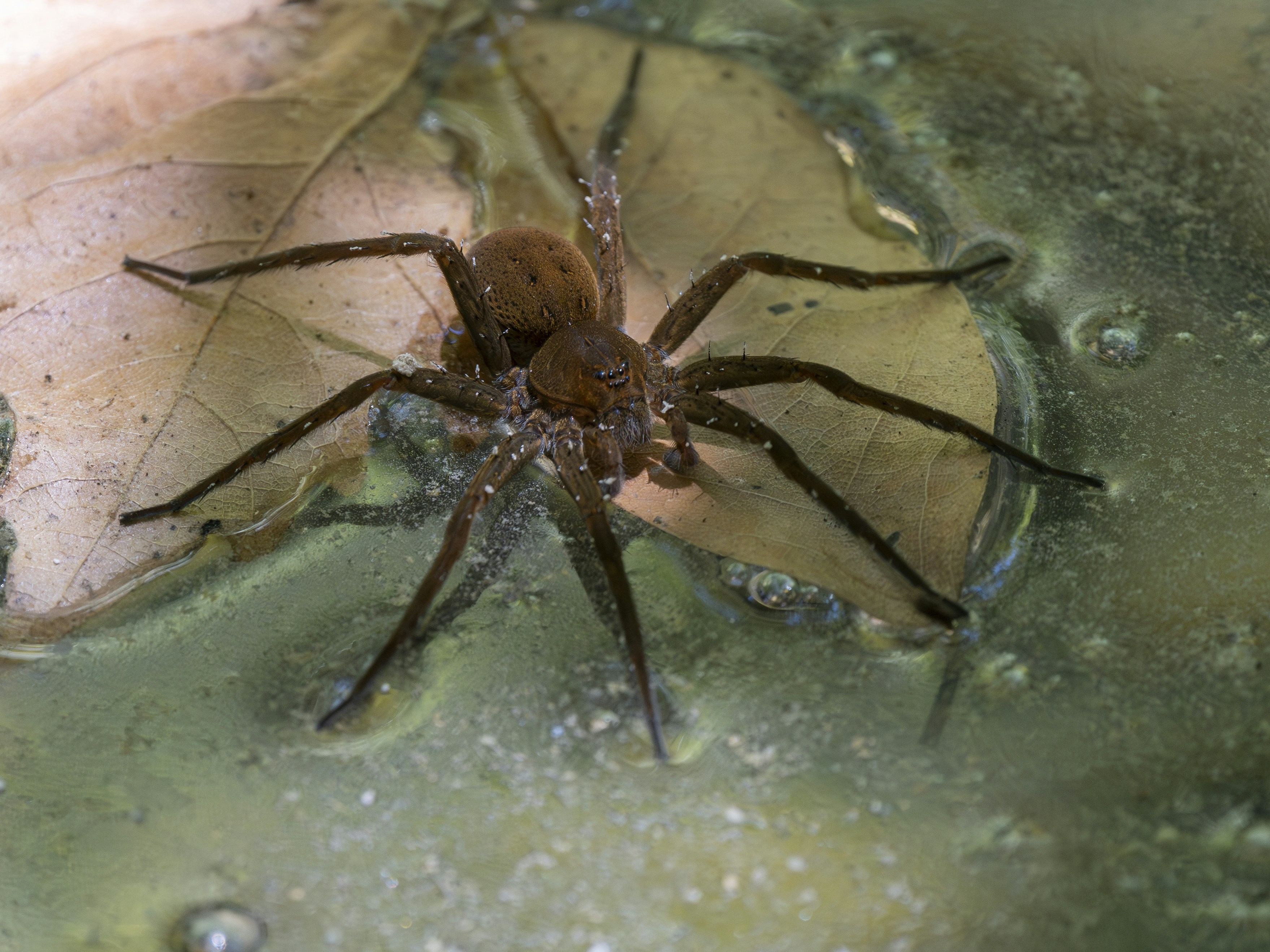 close-up of spider on water