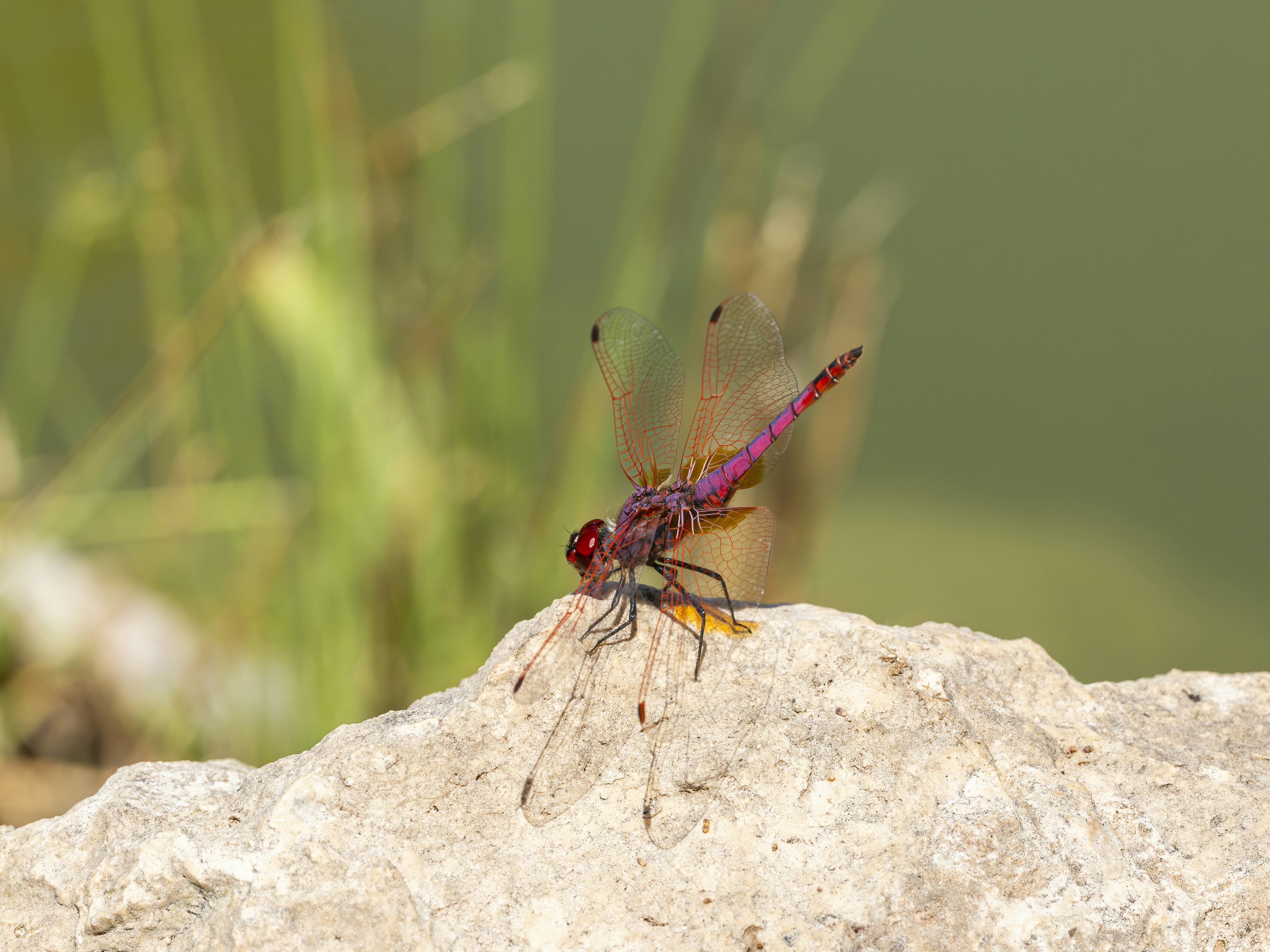 A Glimmering Jewel of Nature: The Dragonfly's Dance