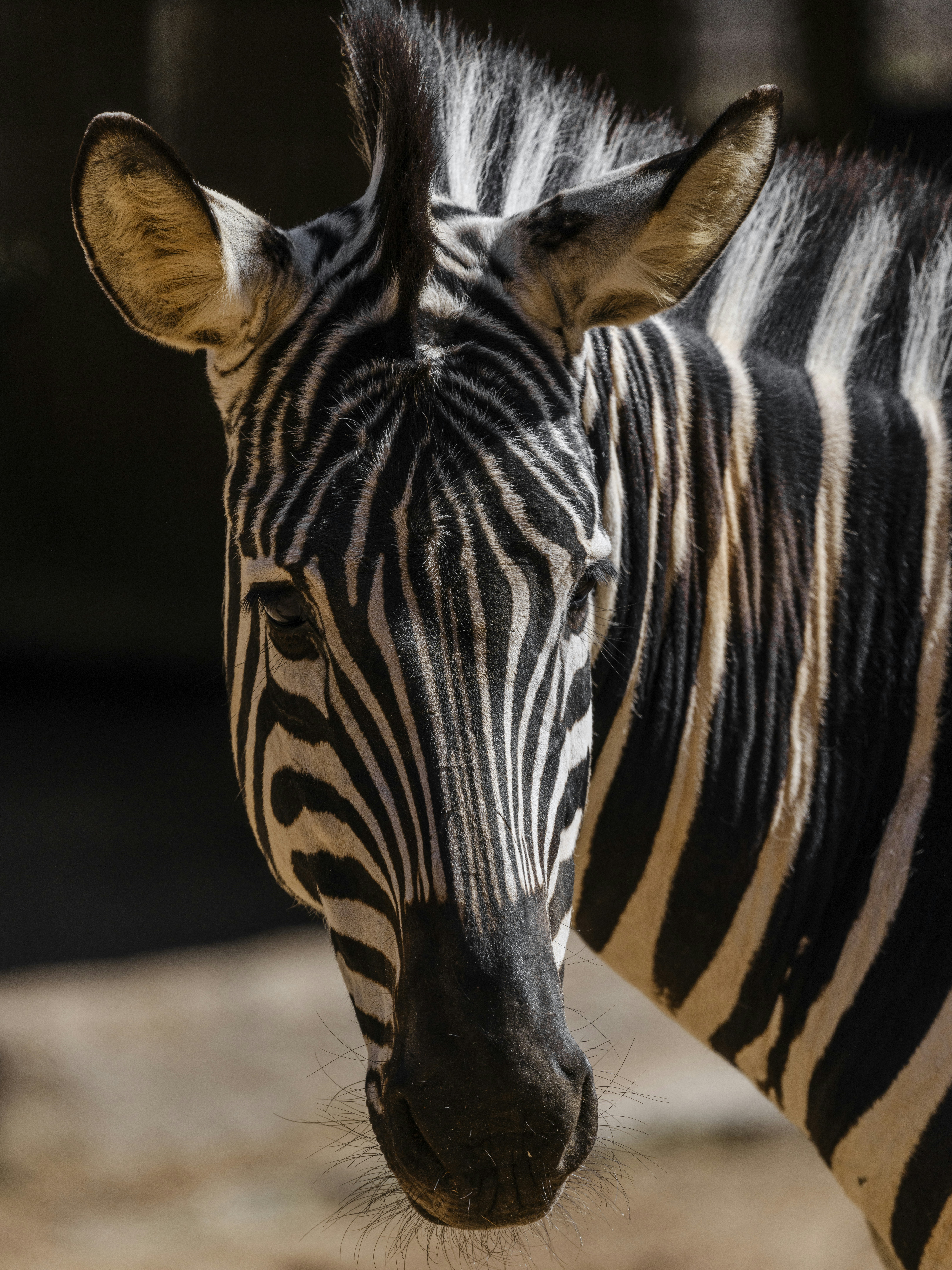 Gaze Through Stripes: Zebra Portrait in Soft Light