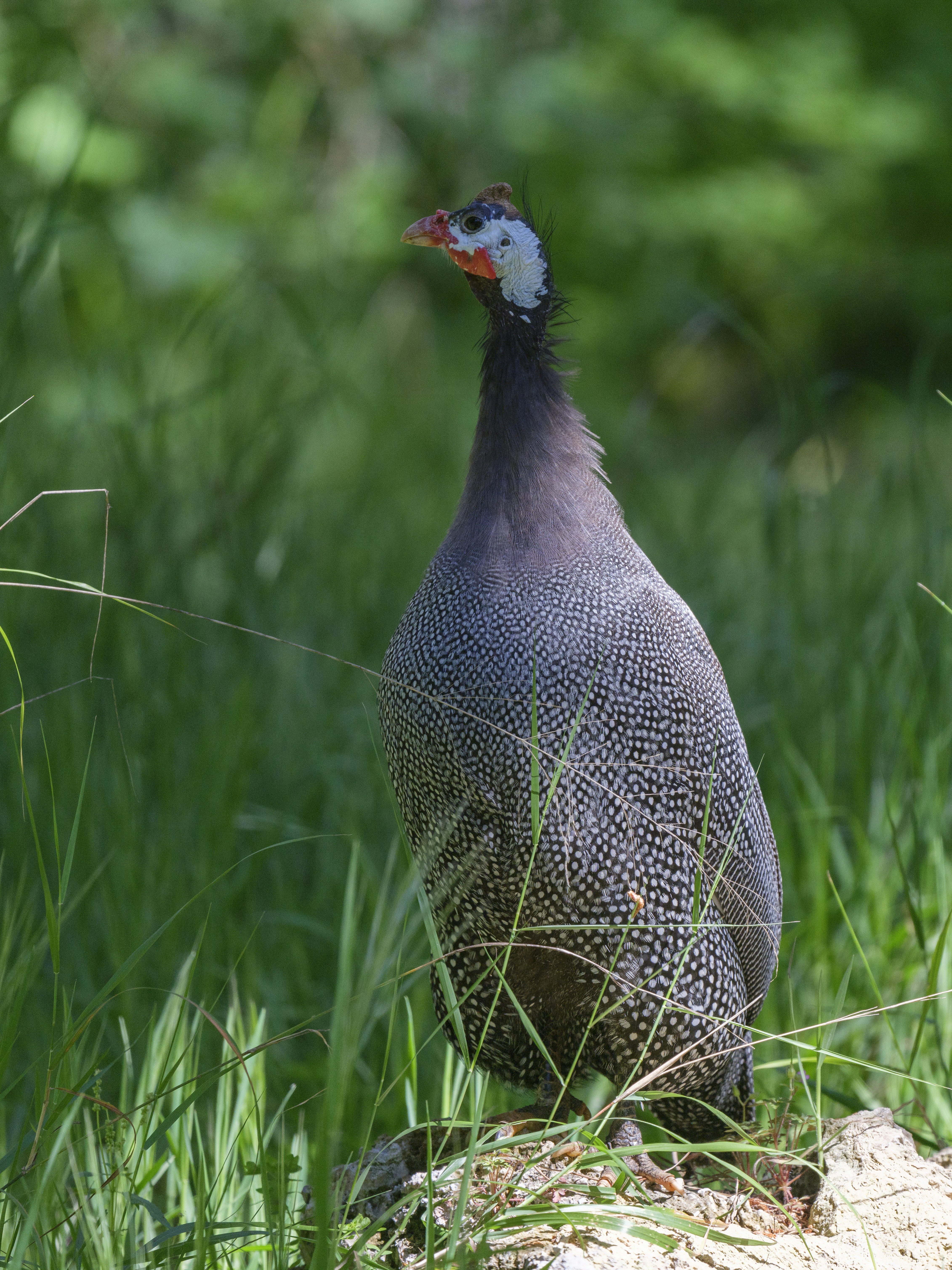 Helmeted Guineafowl Stands Watch Amid Verdant Grass