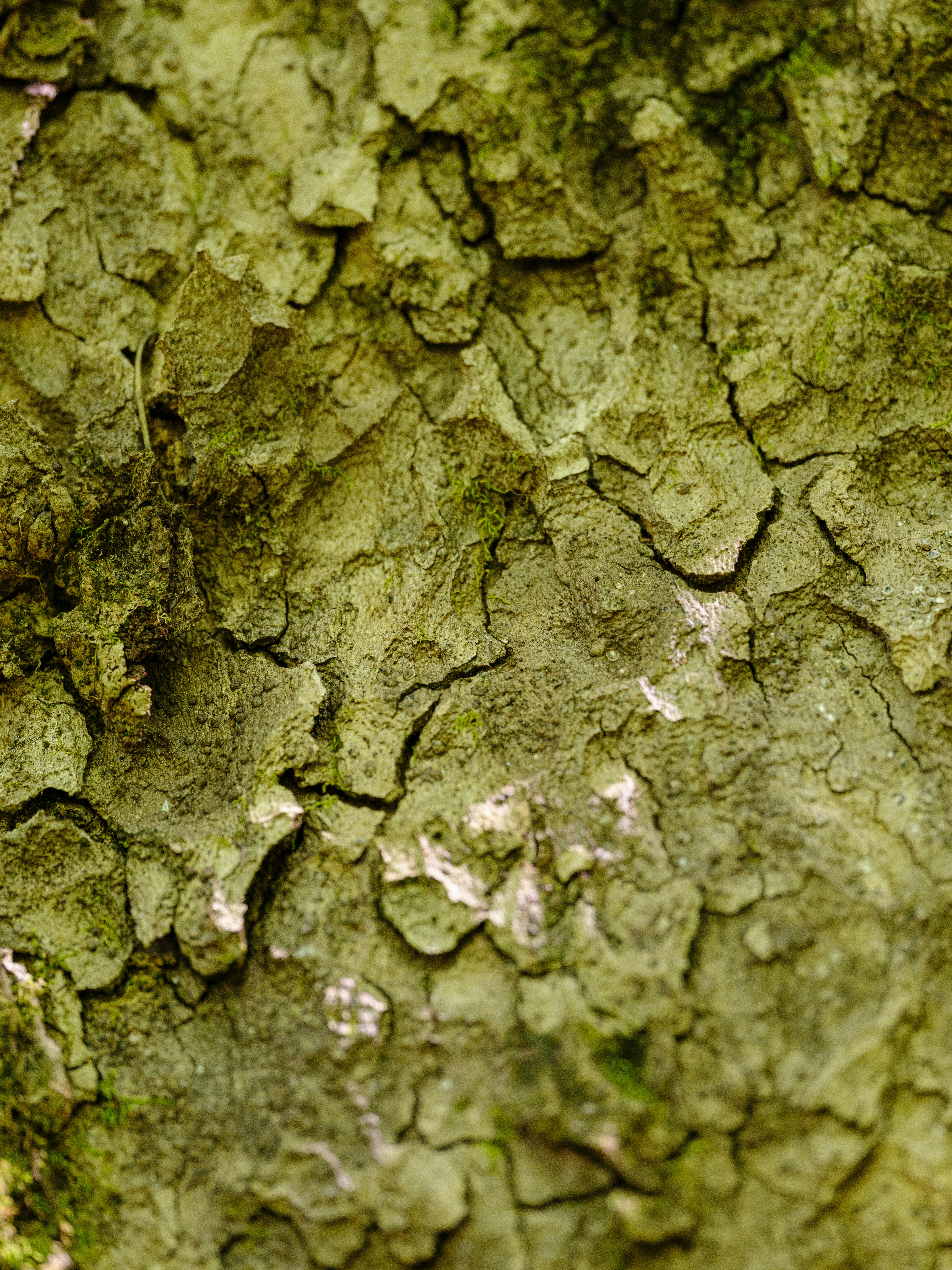Nature's Textured Canvas