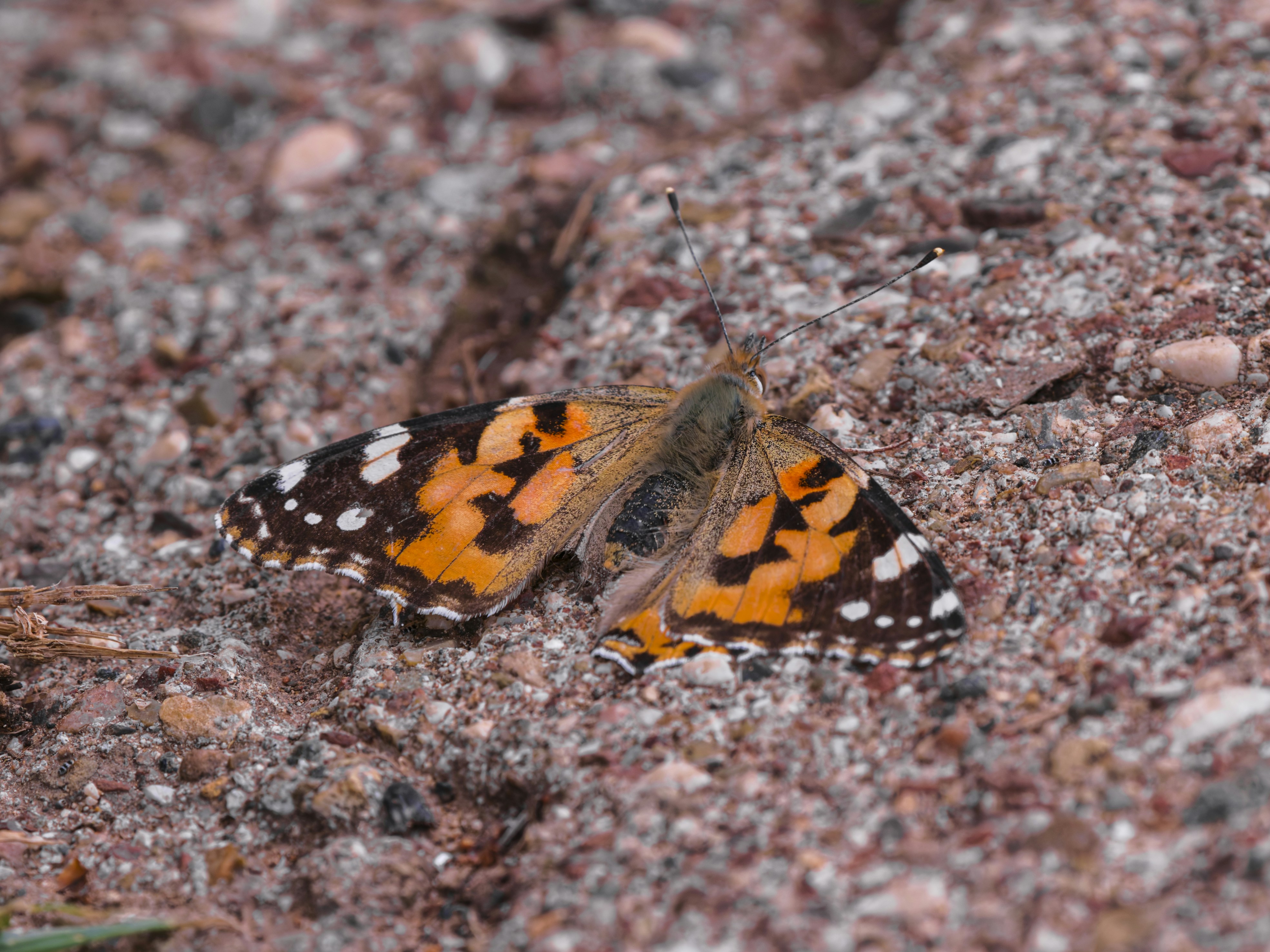 Nature's Palette: The Painted Lady Butterfly