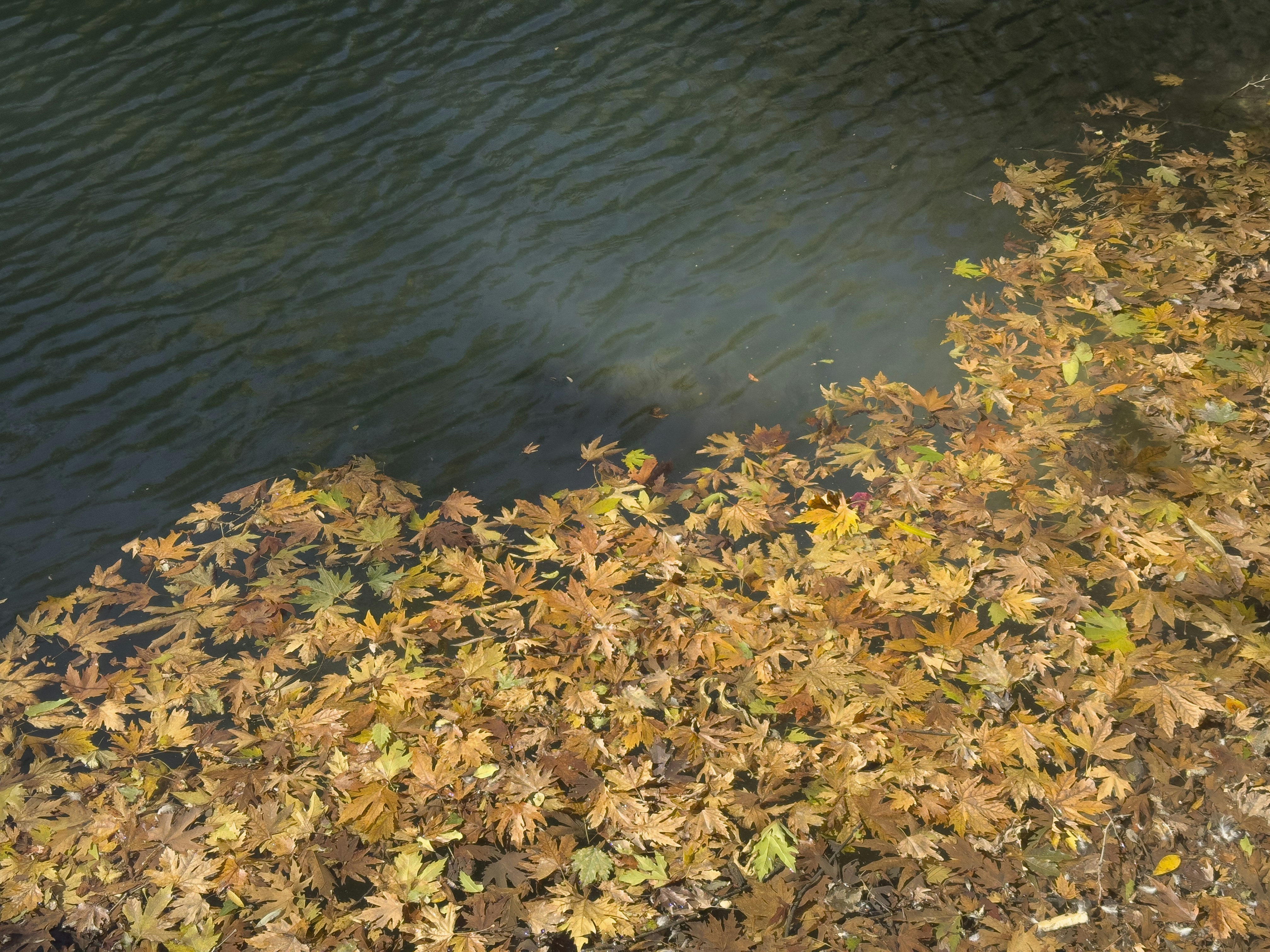 fall leaves on calm water | Autumn leaves floating on dark water surface