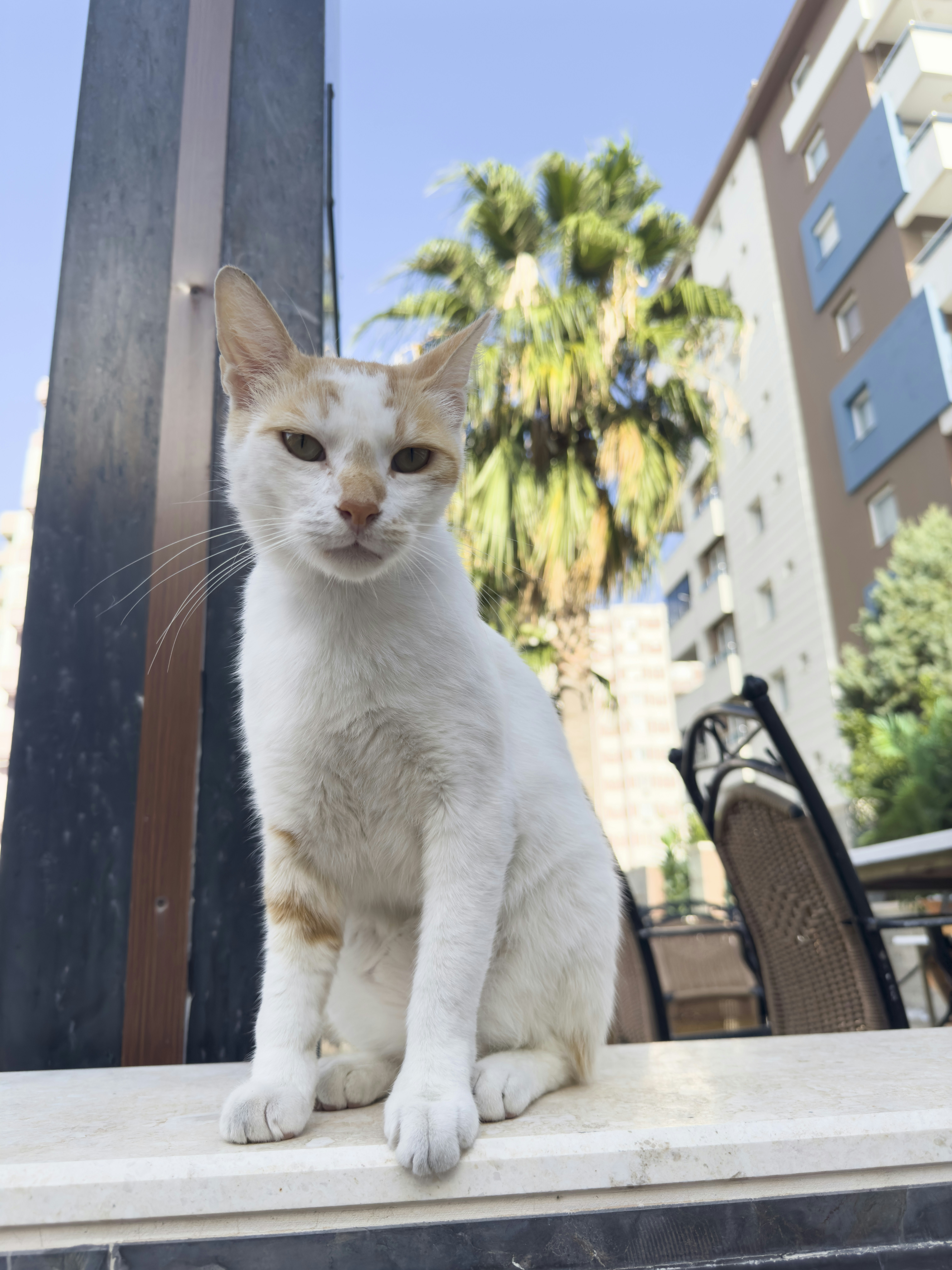 Sunlit Courtyard Cat: Calm Focus Against Palm Trees and Modern Buildings