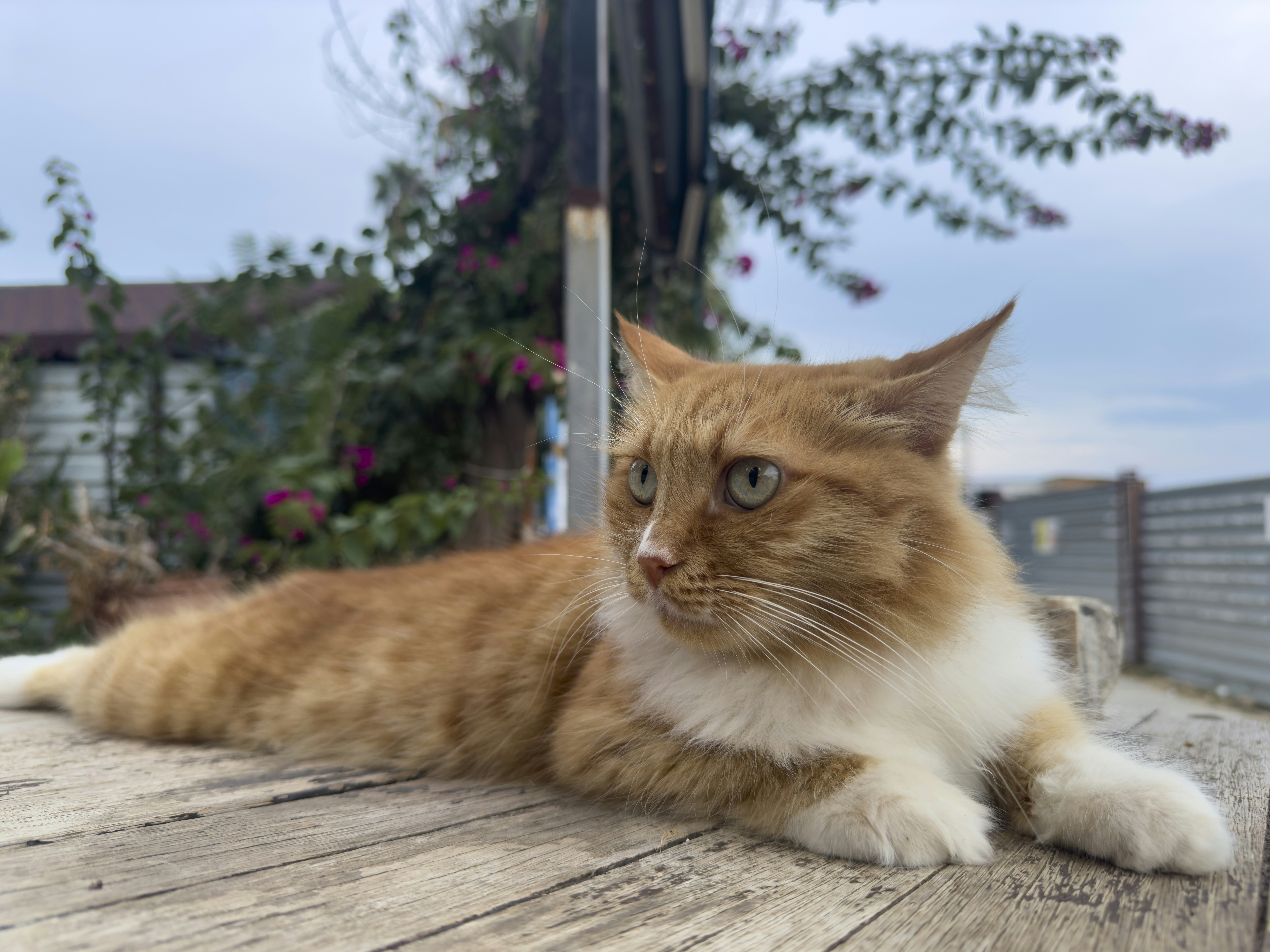 Ginger cat lounging gracefully on a wooden surface, surrounded by vibrant foliage and a cloudy sky.