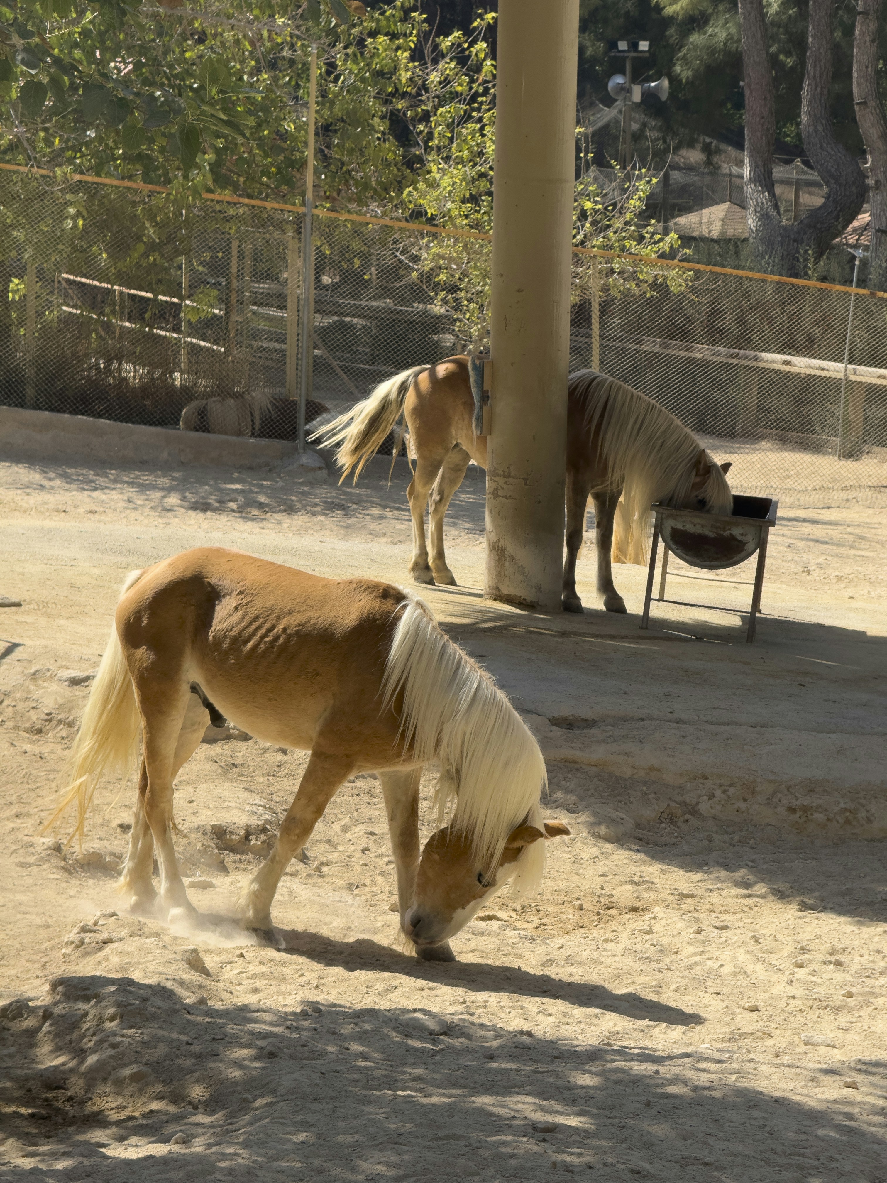 close-up of horses in rural farm | Two horses eating and drinking in a dusty enclosure.
