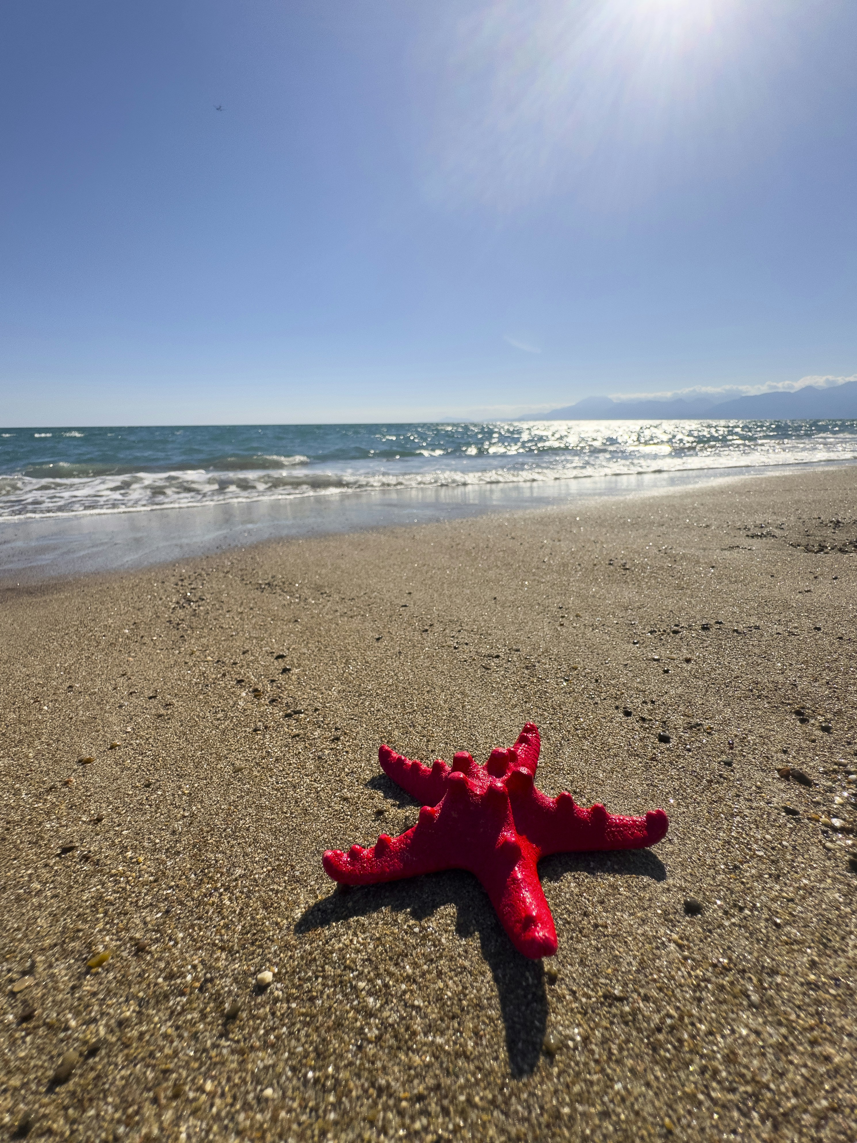 Crimson Starfish Anchored on Sunlit Sand by a Calm Sea