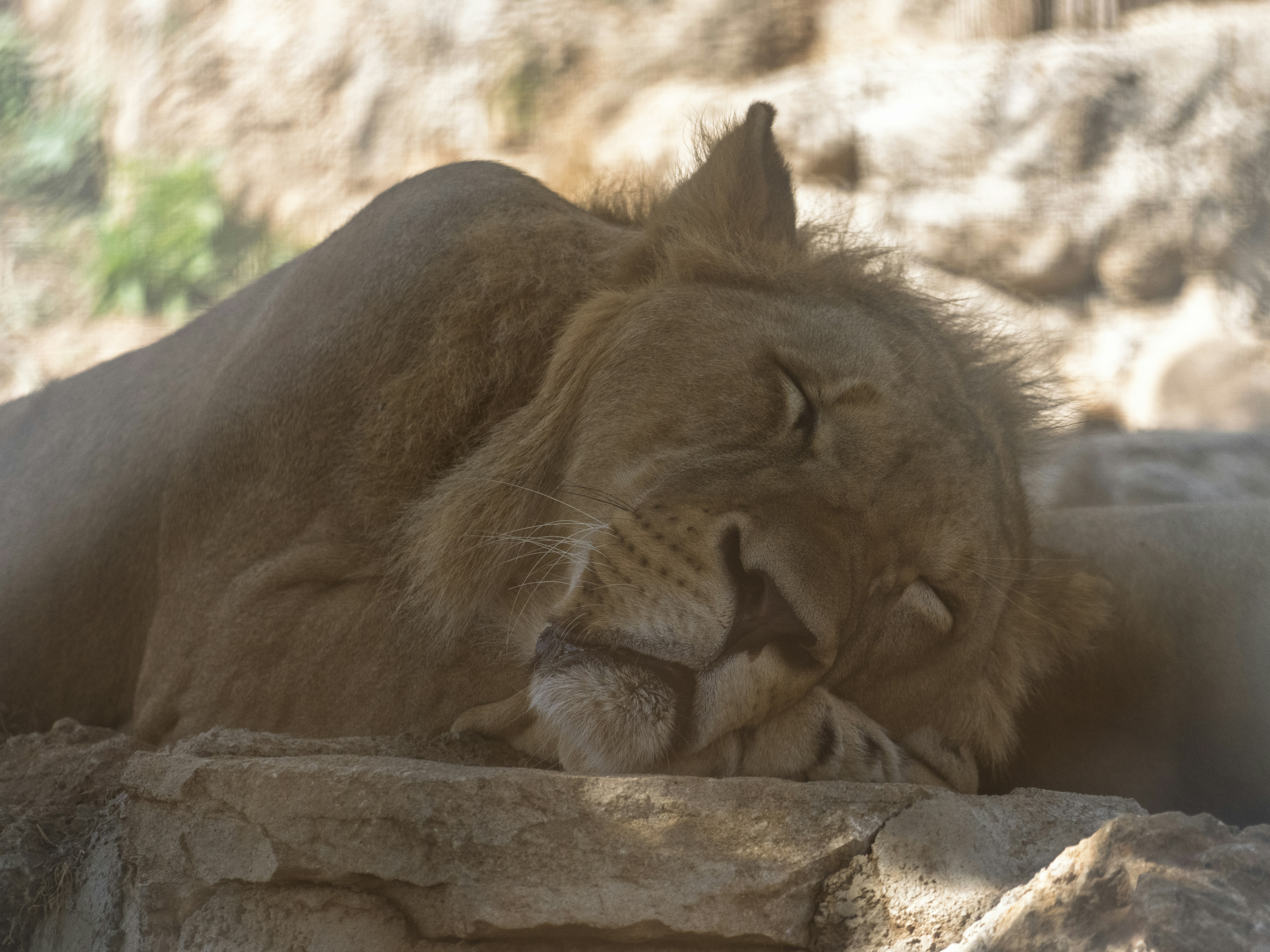 peaceful lion napping under tree | A lion sleeps peacefully on a rocky surface.