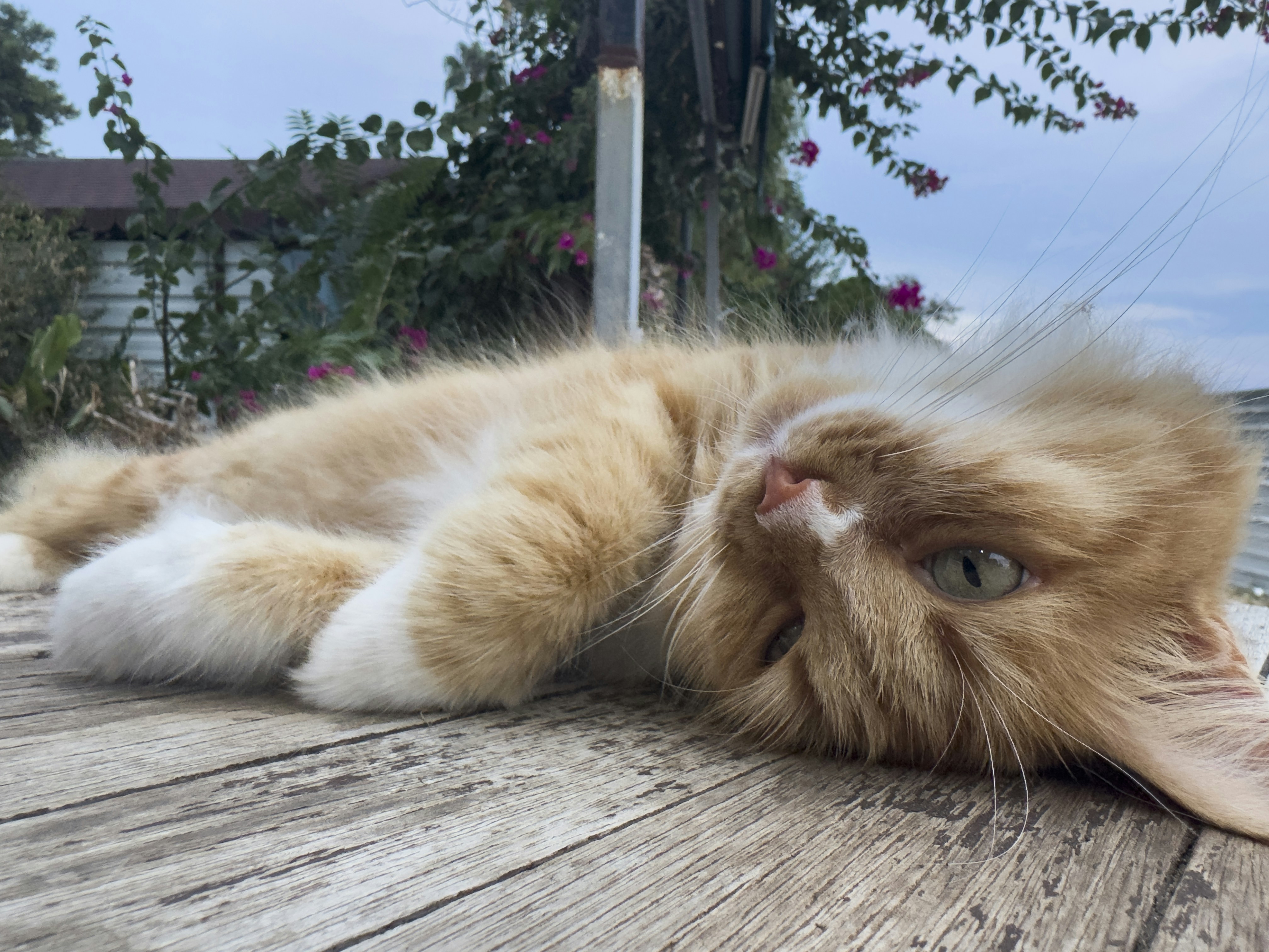 Whiskered Serenity: A Feline's Daydream