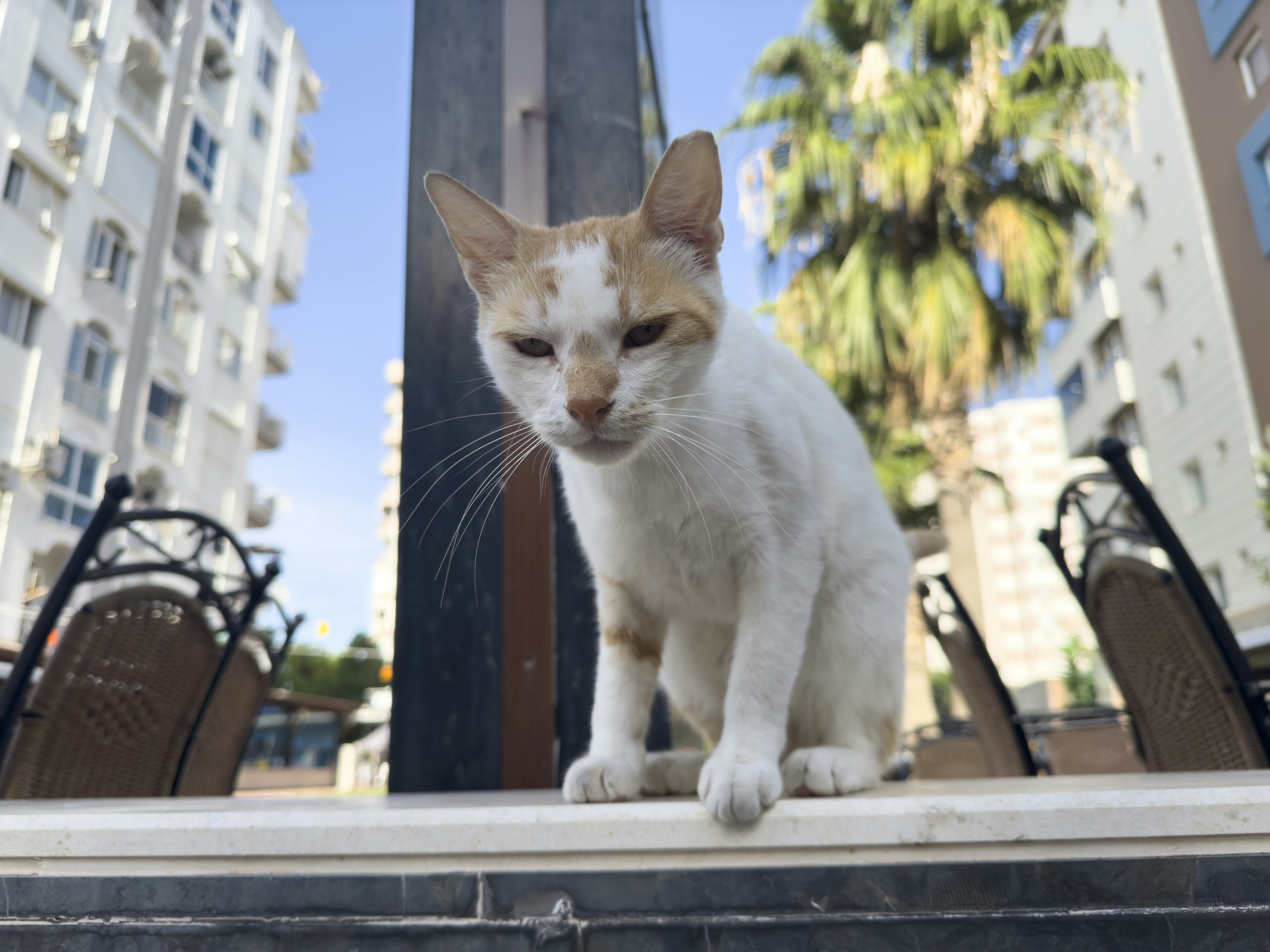 fluffy white cat on tabletop | A white and orange cat sits outdoors near buildings.