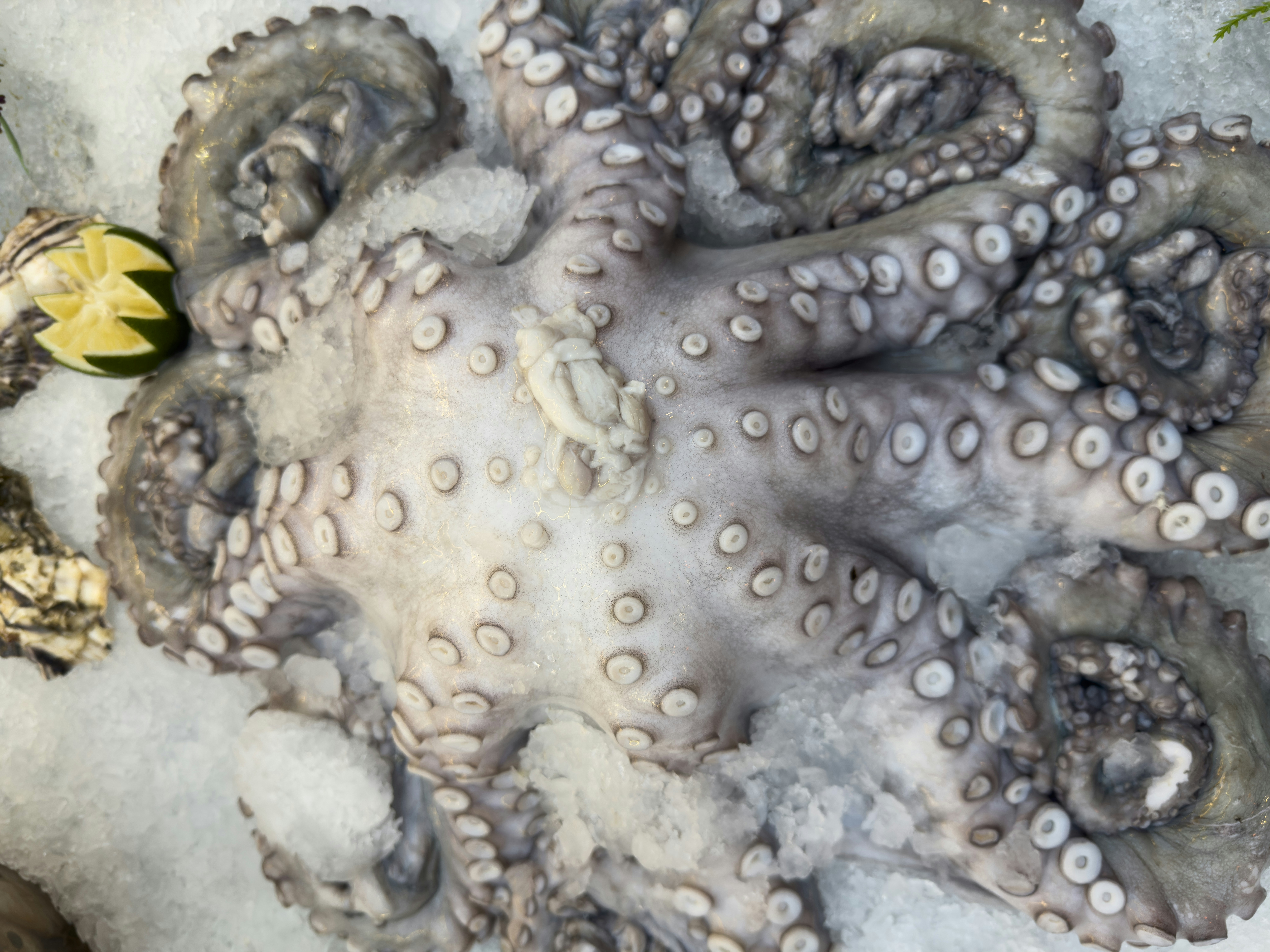 A large octopus displayed on ice with lemon wedge. photo – Free Food ...