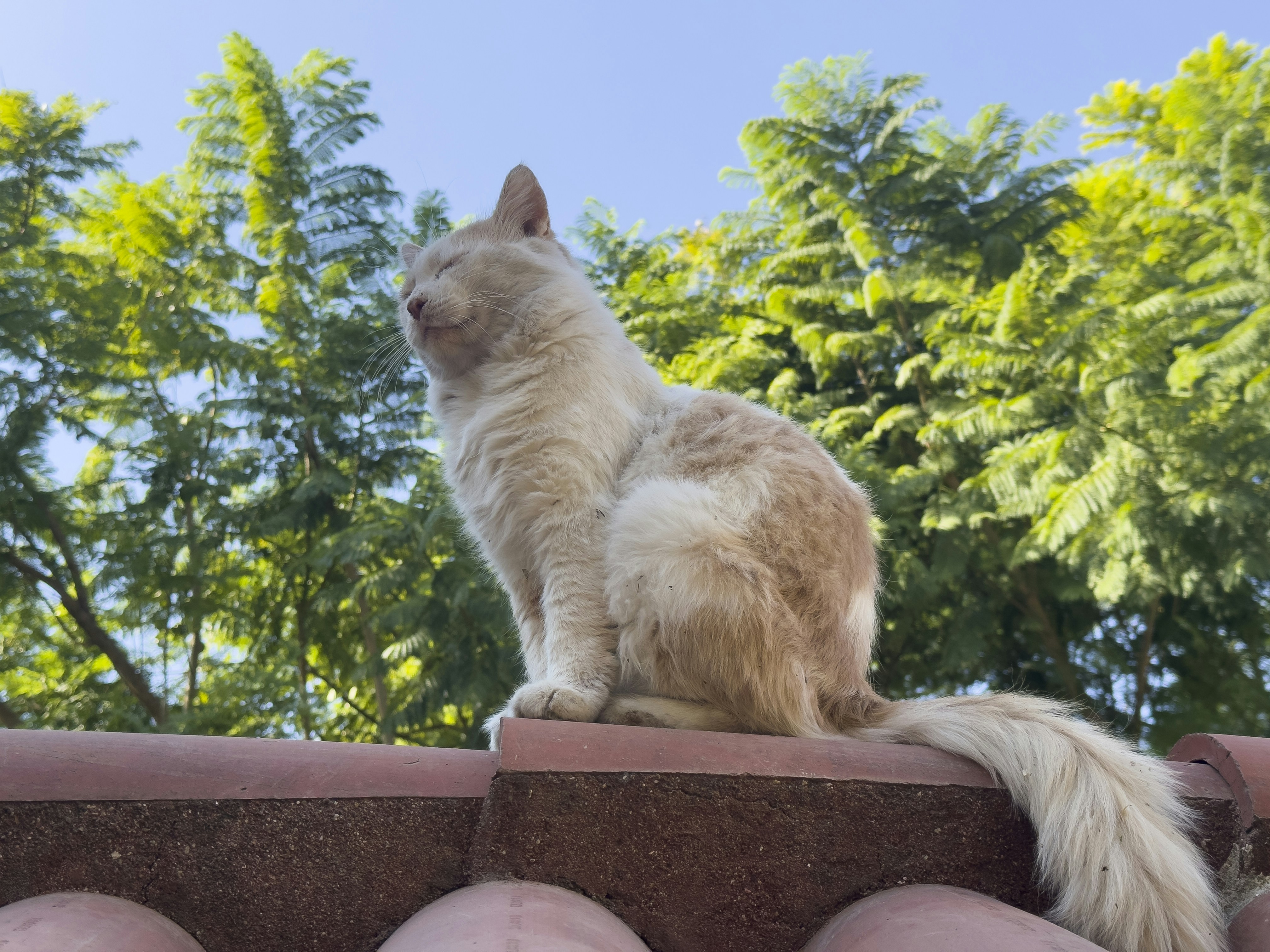 small cat resting on rooftop | A light-colored cat sits on a tiled roof.