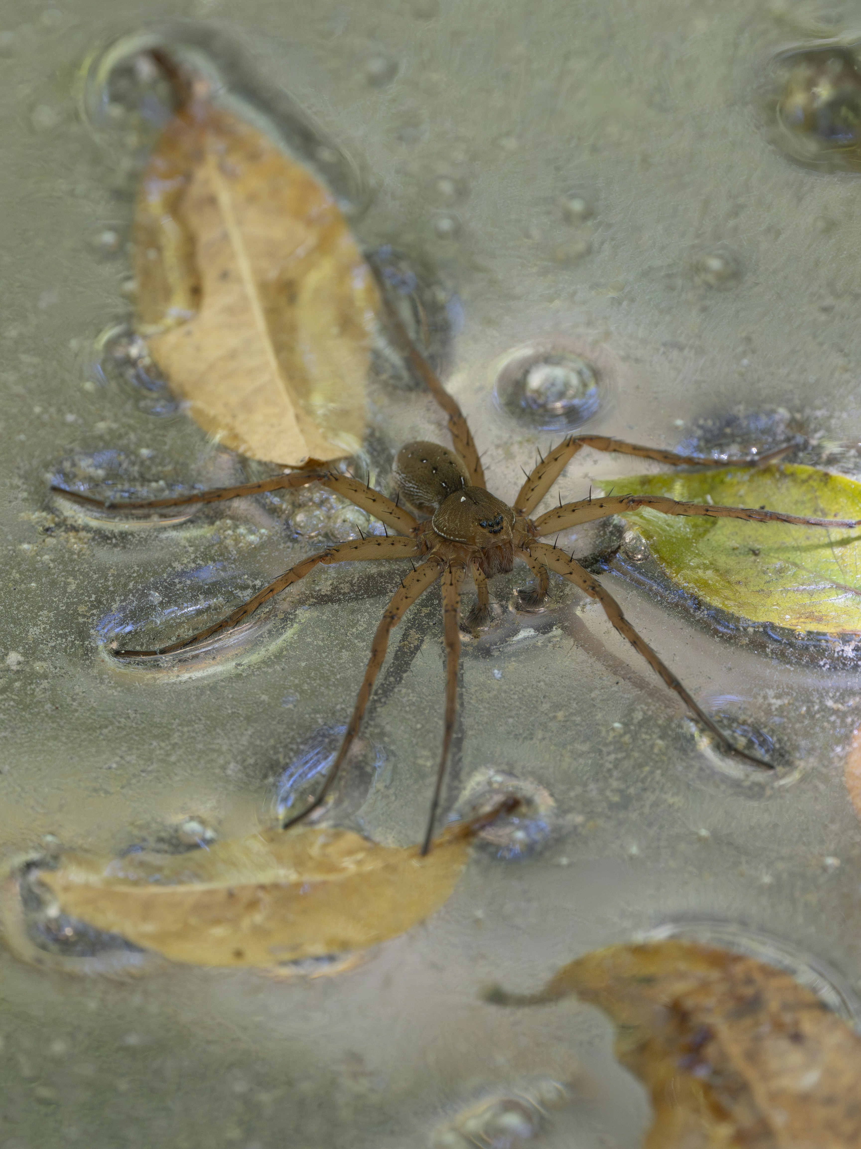 close-up of spider on water | A brown spider rests on the surface of water.