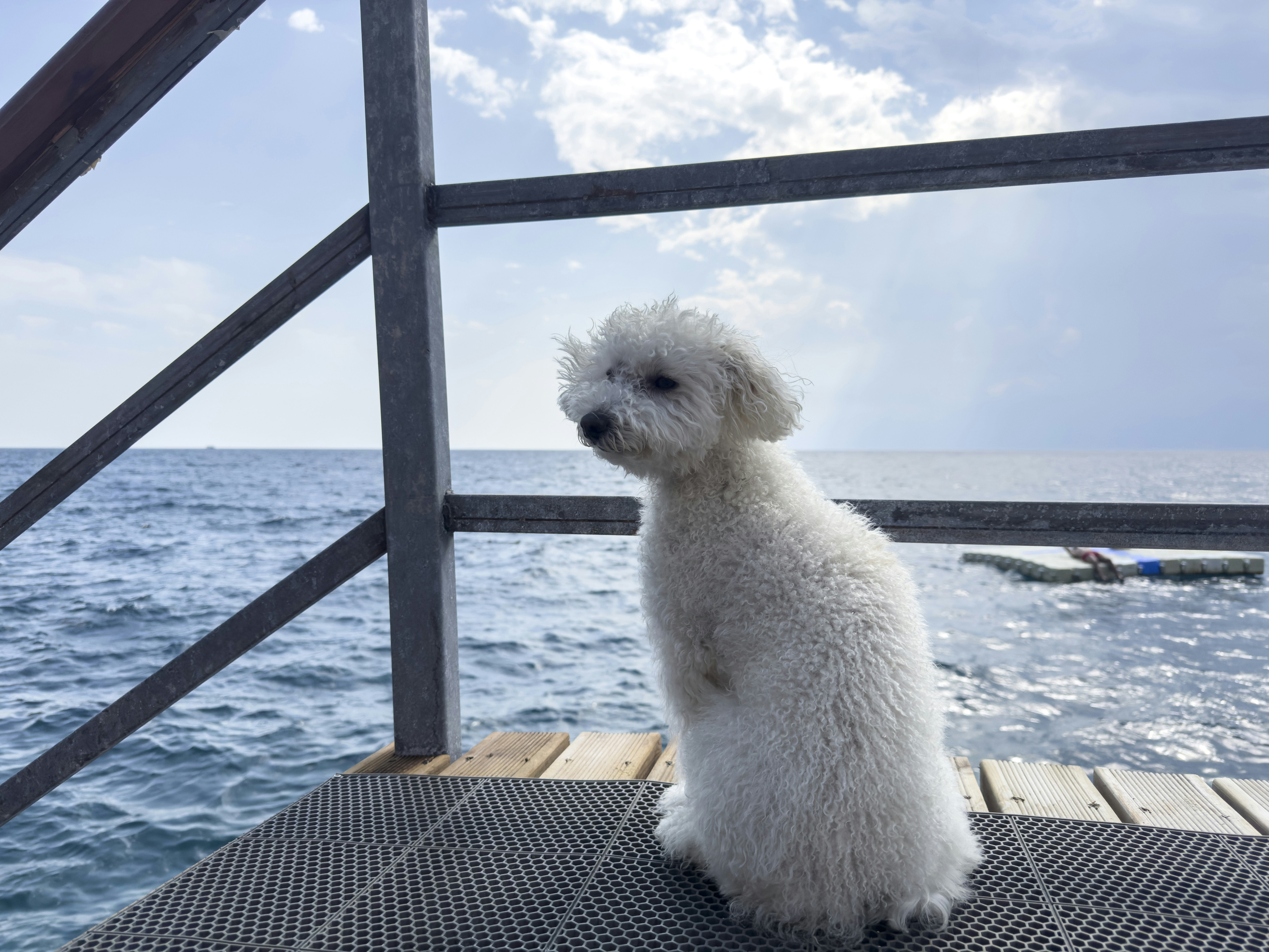 Whispers of the Sea: A Canine Sentinel
