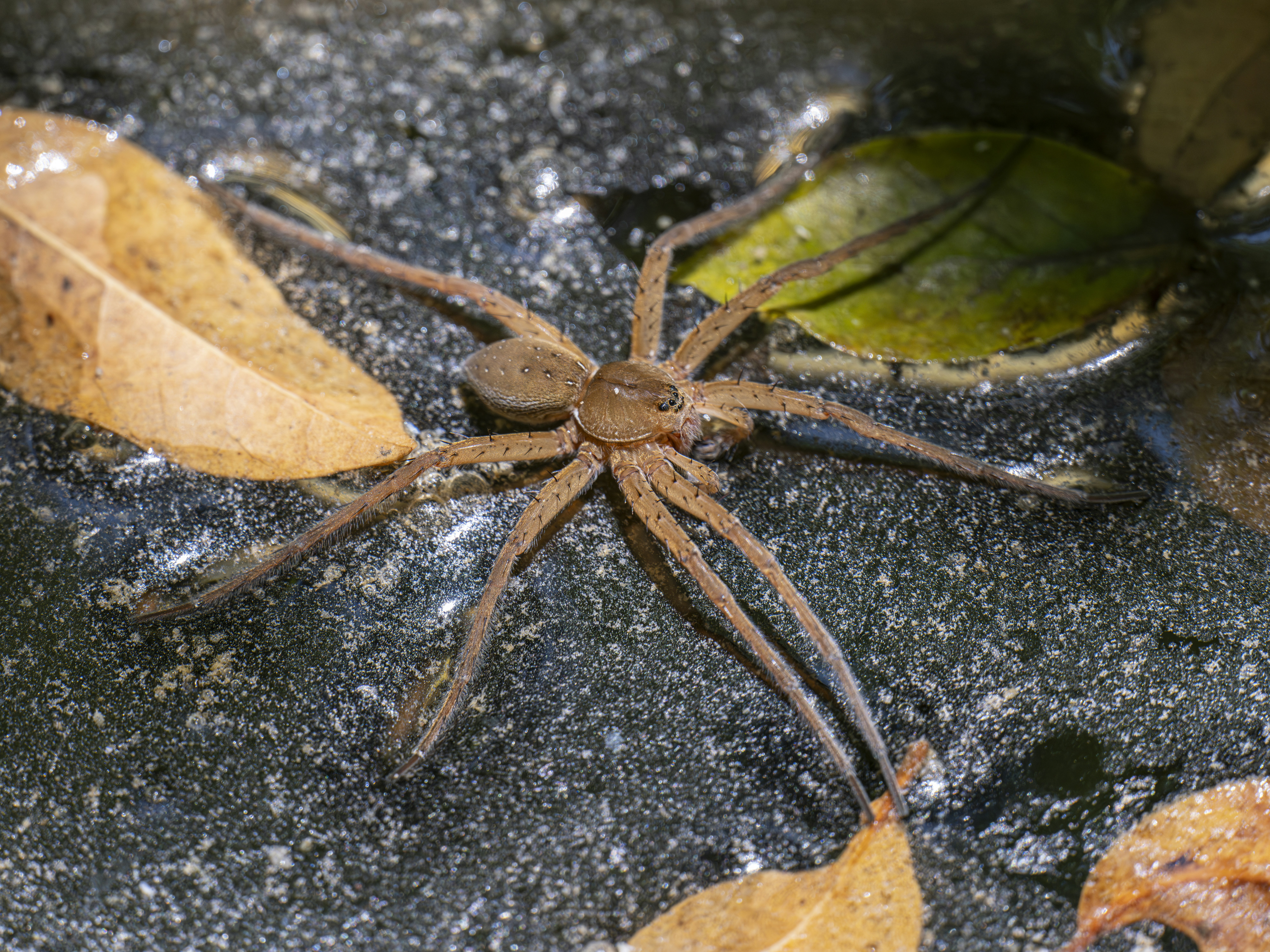 Brown Spider on Frosted Leaf-Stock Surface