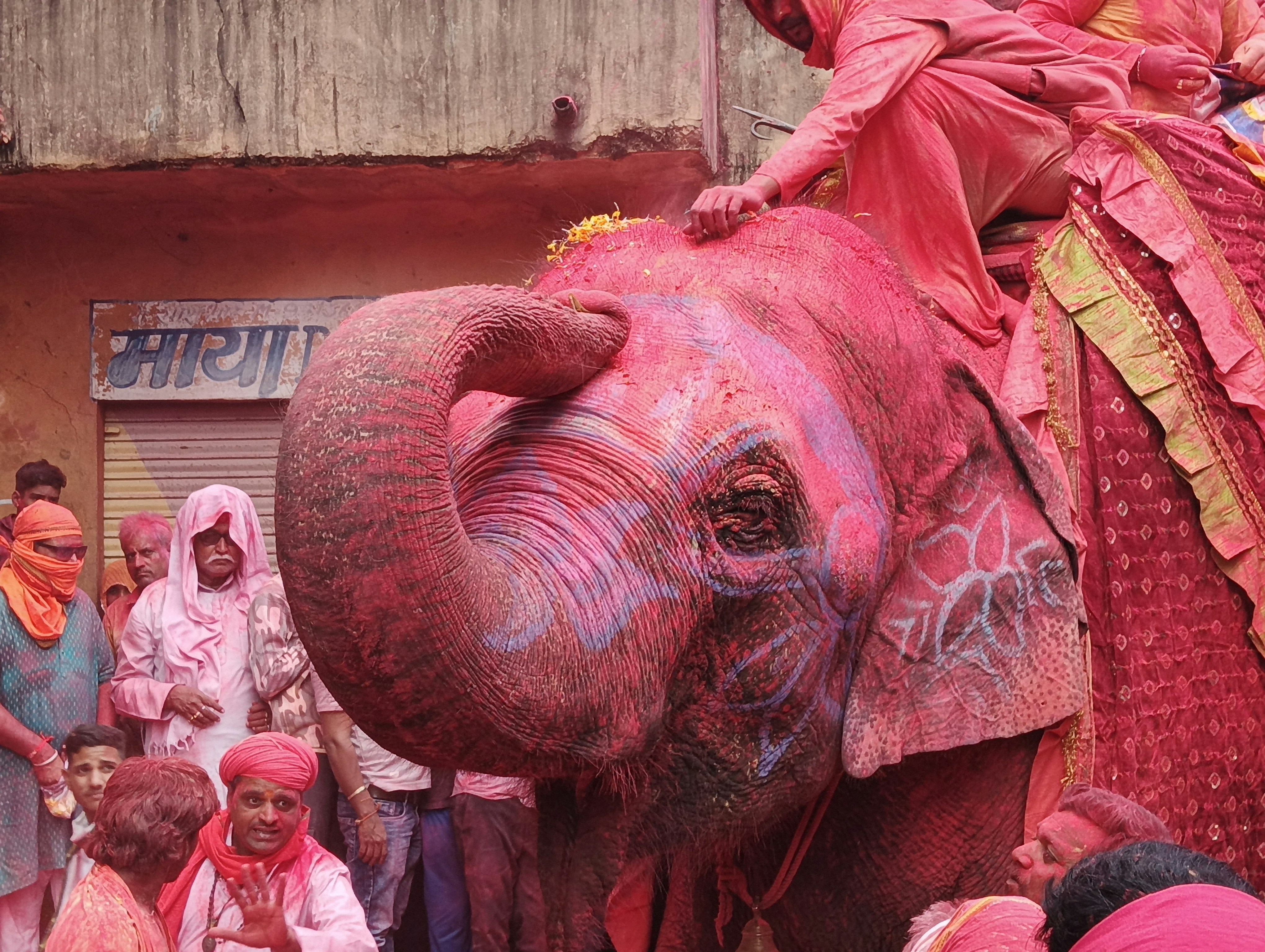 A majestic elephant walking on the street, decorated with vibrant festival colors and traditional artwork. Perfect for themes of Indian culture, wildlife, festivals, traditions, heritage, and street photography.
