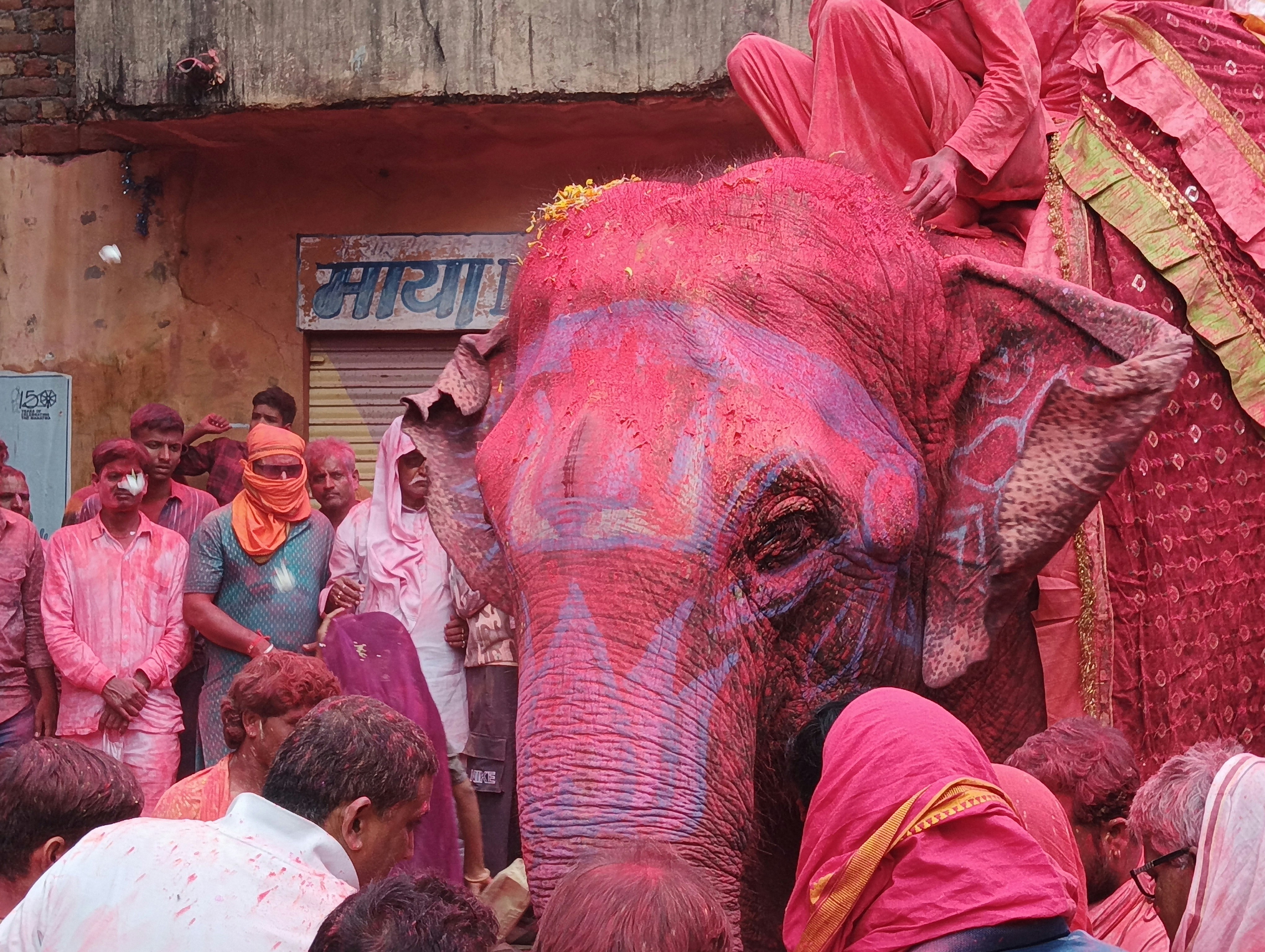 Colorful Colossus: A Festive Elephant Amid a Sea of Revelers
