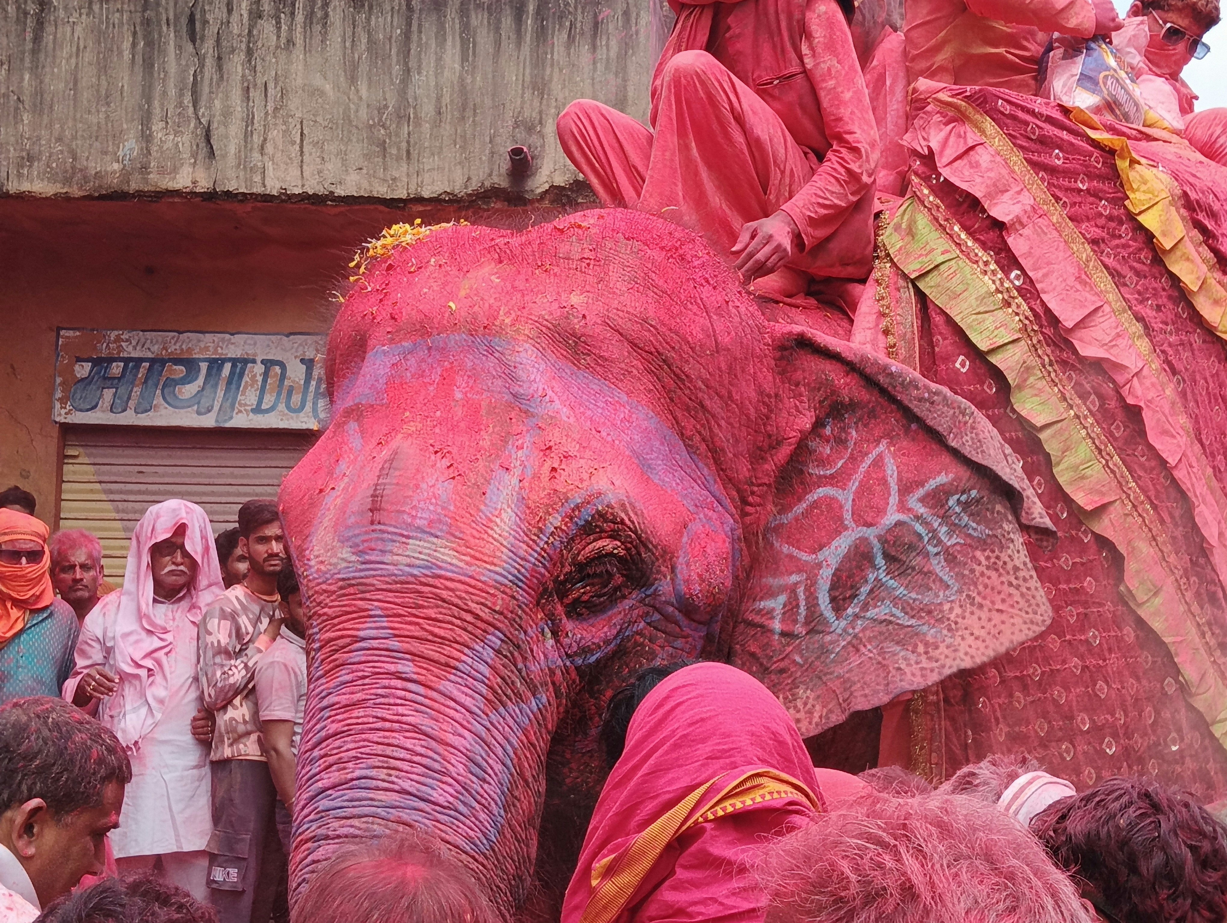 A majestic elephant walking on the street, decorated with vibrant festival colors and traditional artwork. Perfect for themes of Indian culture, wildlife, festivals, traditions, heritage, and street photography. | Elephant covered in pink powder during holi festival.