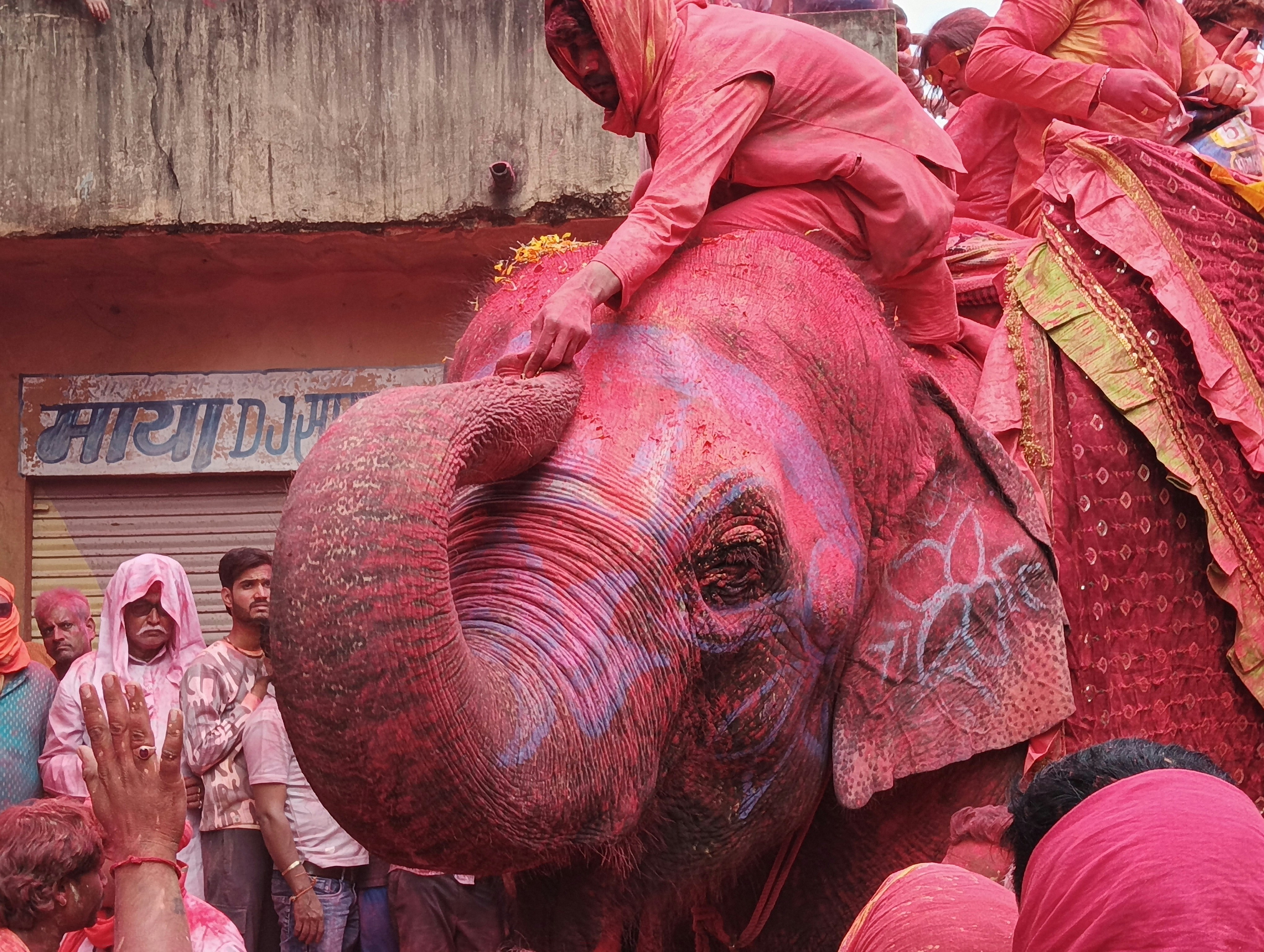 Crimson Rituals: An Elephant in the Holi of Color