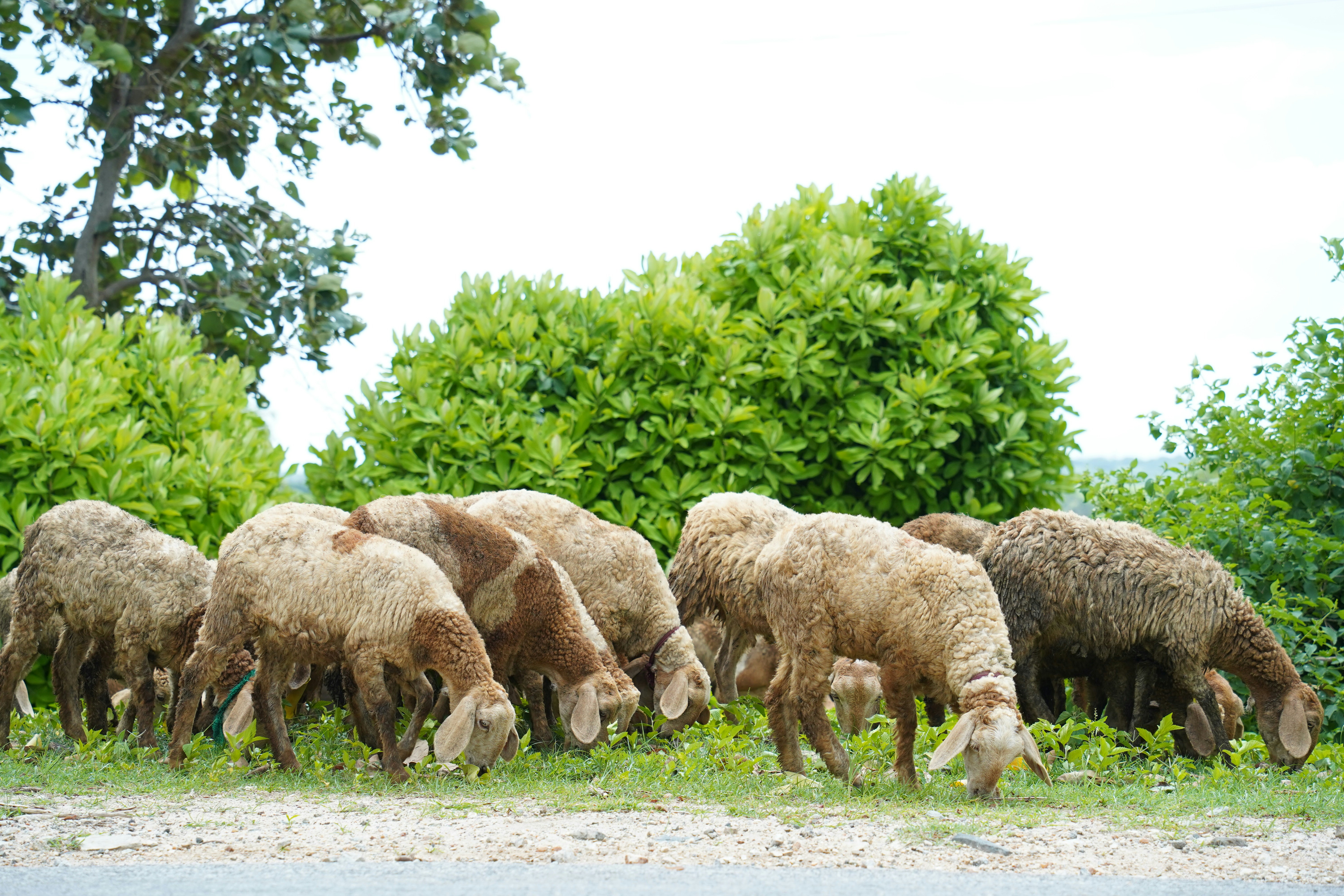 Grazing Harmony: A Pastoral Scene