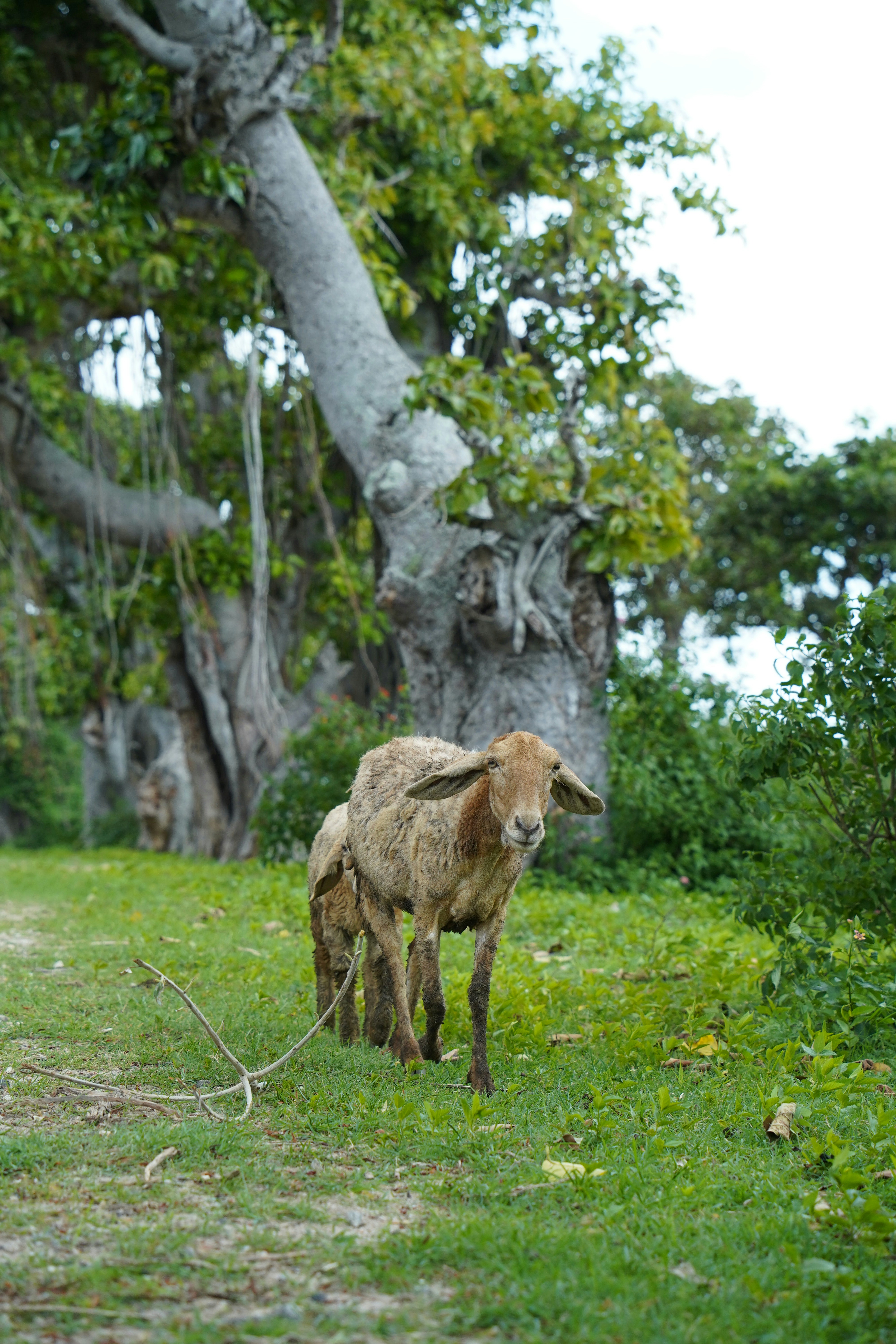 Under the Ancient Tree: A Woolly Sentinel in Dappled Light