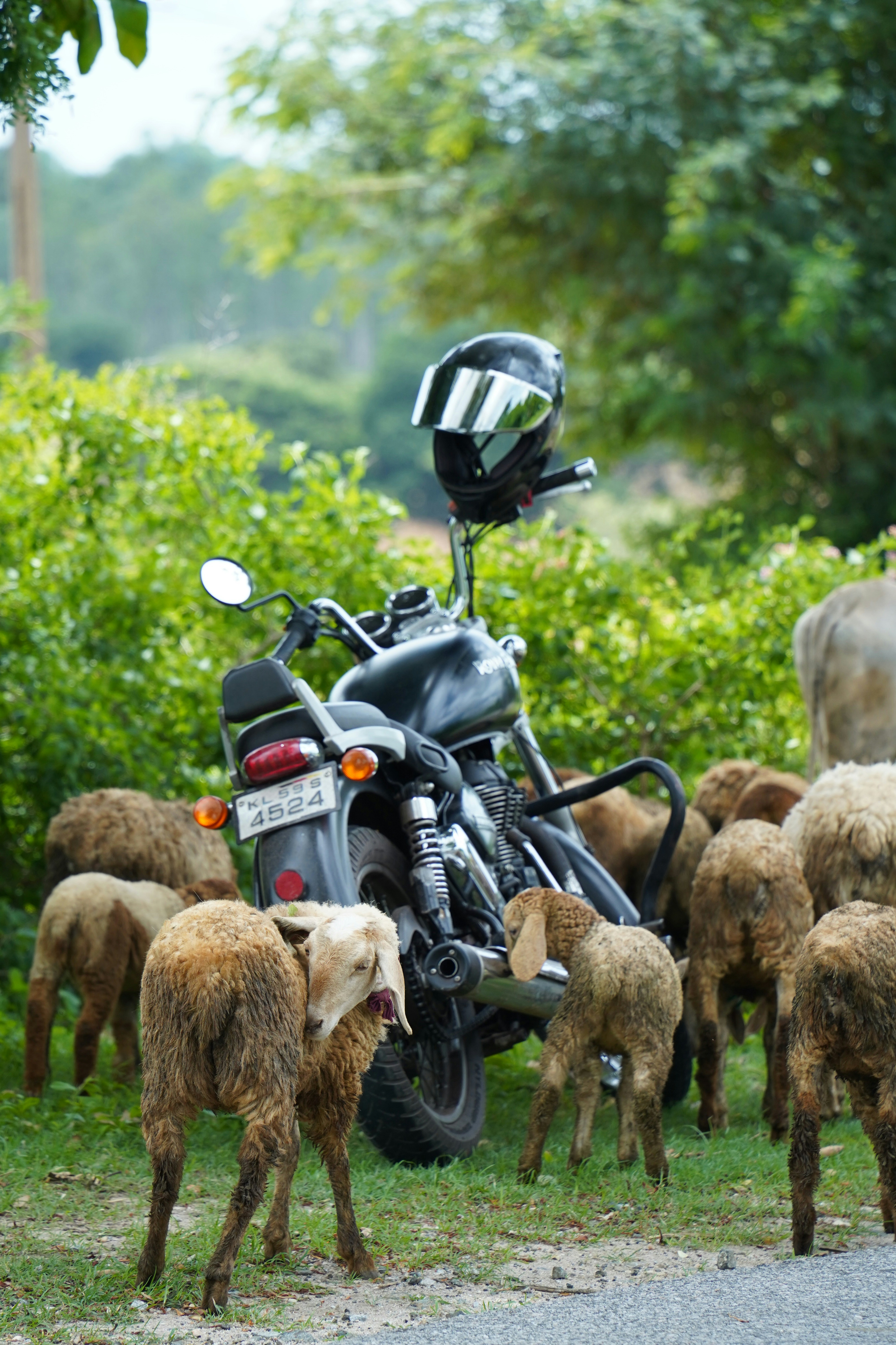 Chrome and Wool: A Lone Motorcycle Surrounded by Sheep