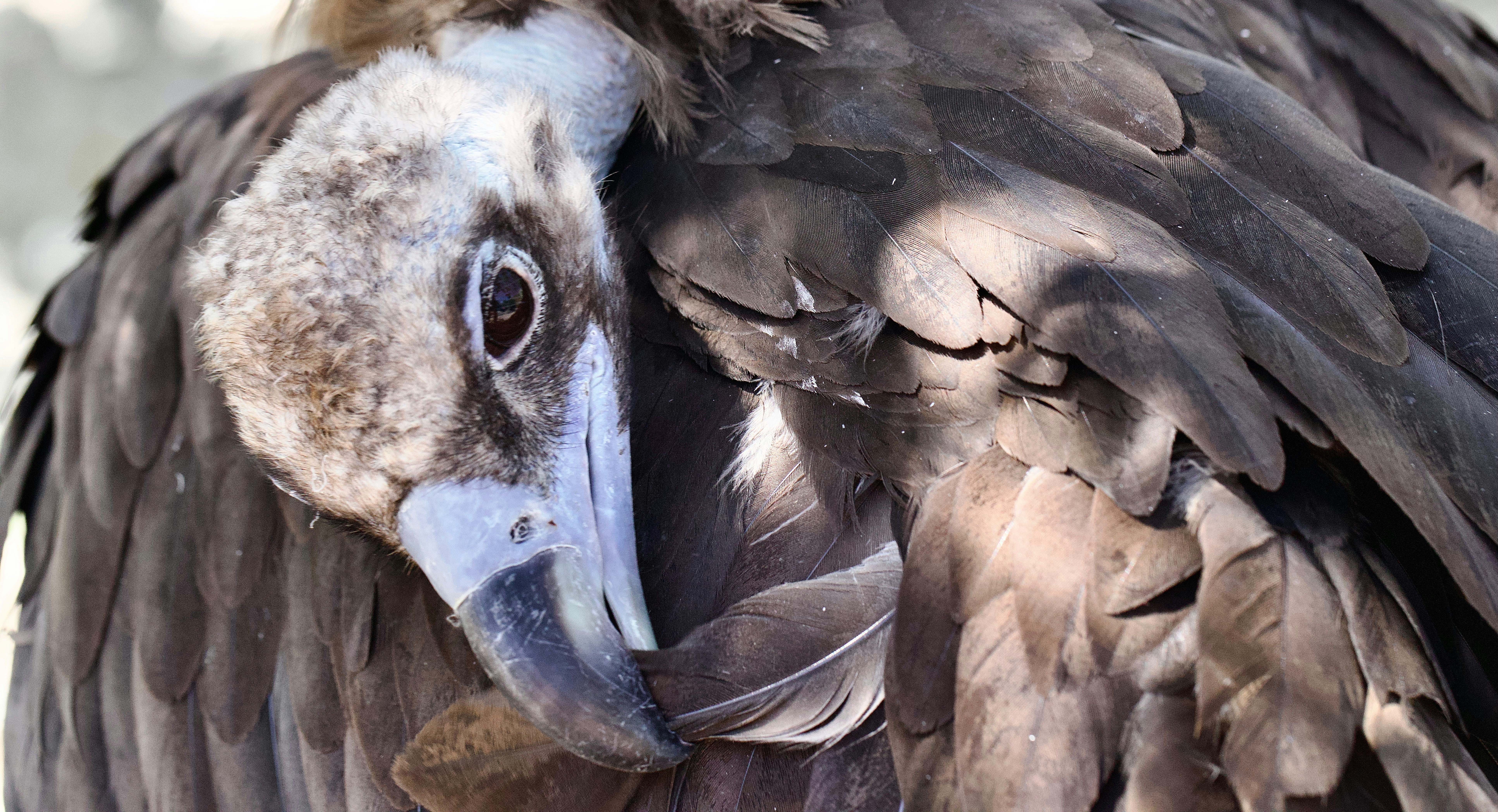 The Introspective Vulture: Nature's Silent Observer