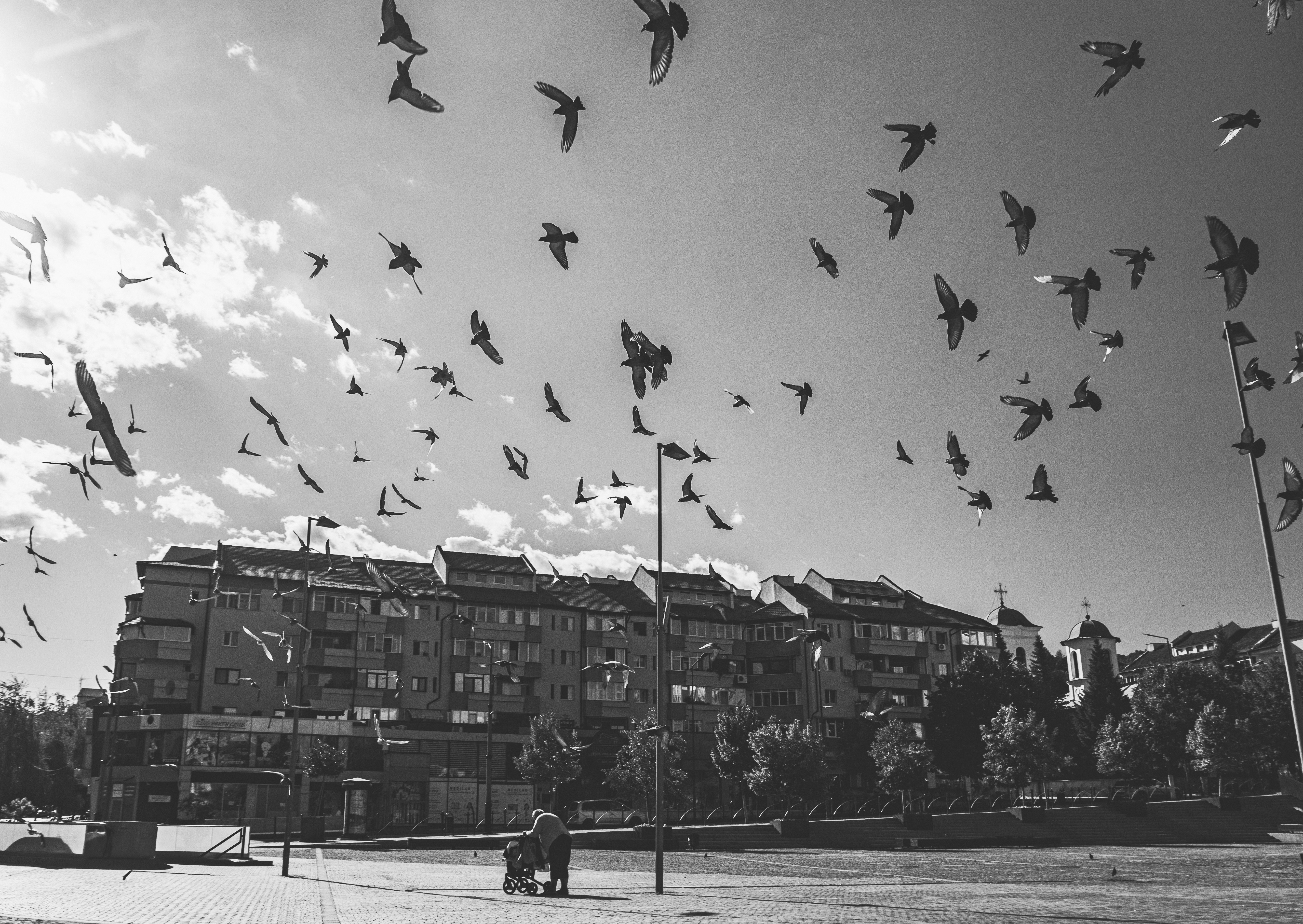 Black and white street photo of a flock of birds flying above a person with a stroller in an urban square. A dramatic and atmospheric candid moment. | Flock of pigeons flying over city buildings