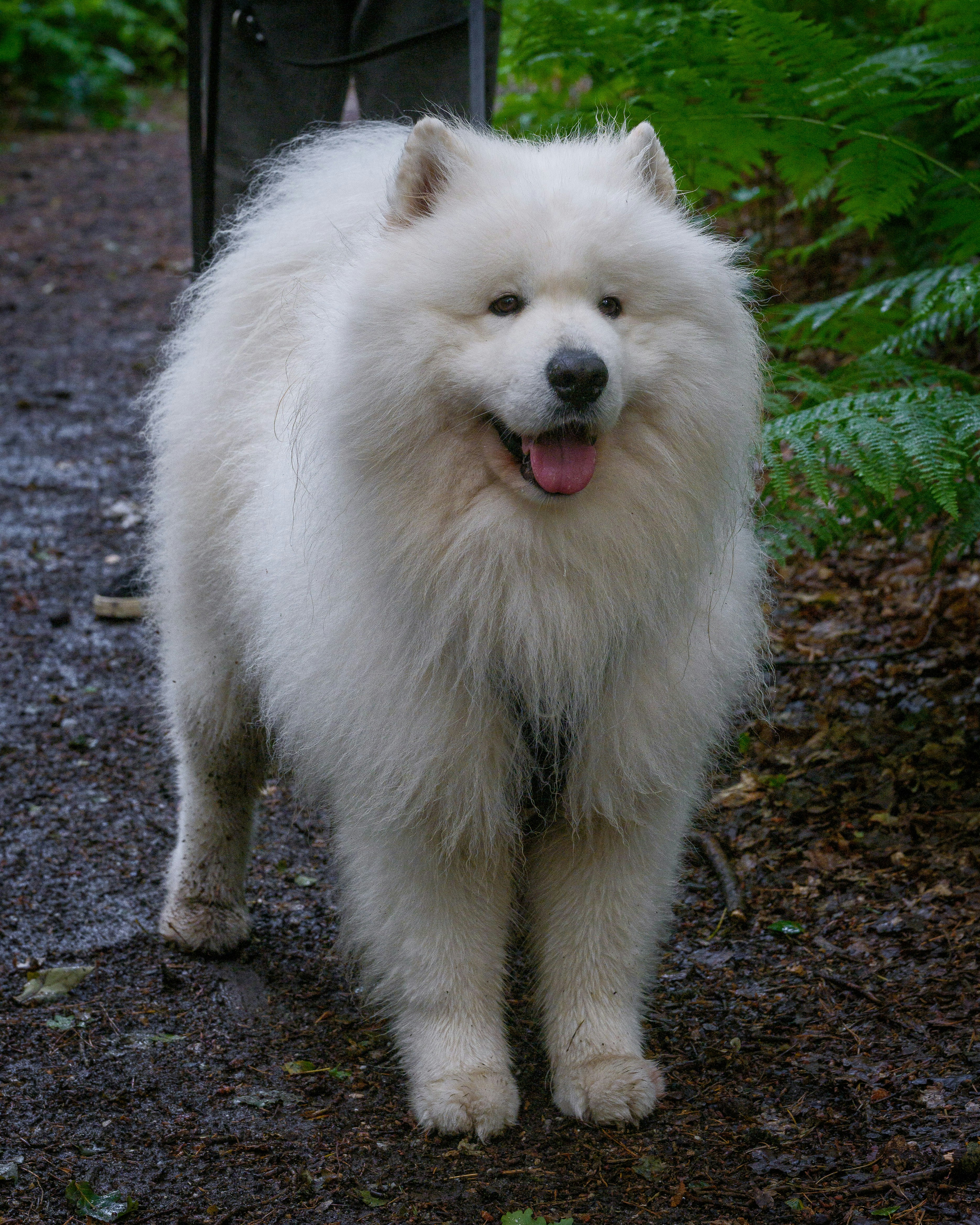 Samoyed Dog Walking | Fluffy white samoyed dog standing on a path.