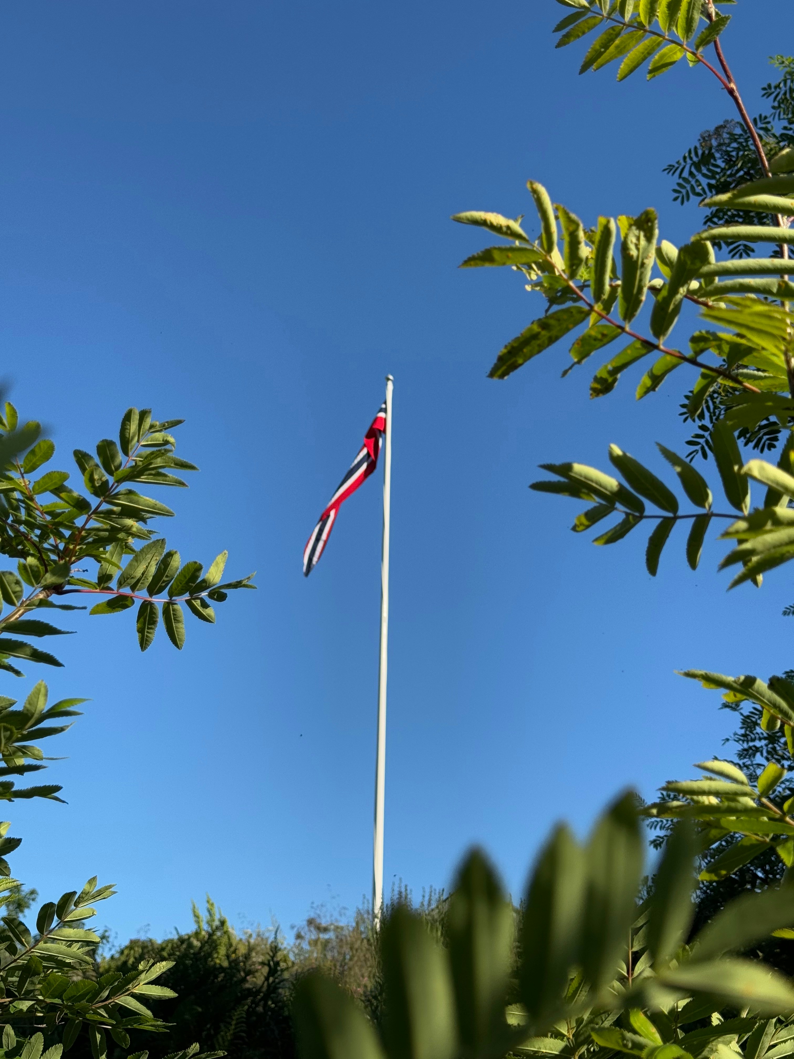 Flag Amidst Nature's Embrace