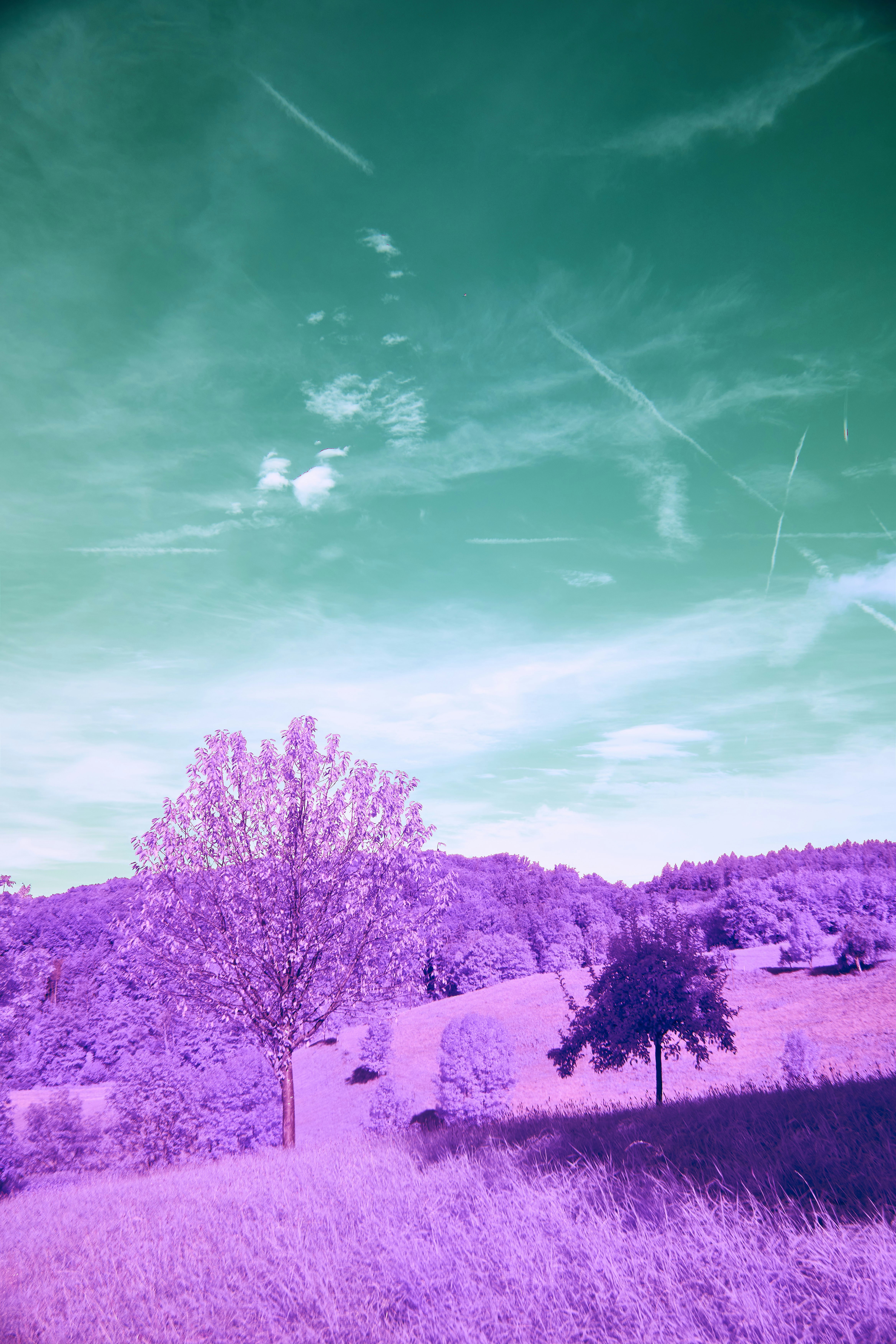 Purple landscape with trees under a teal sky.